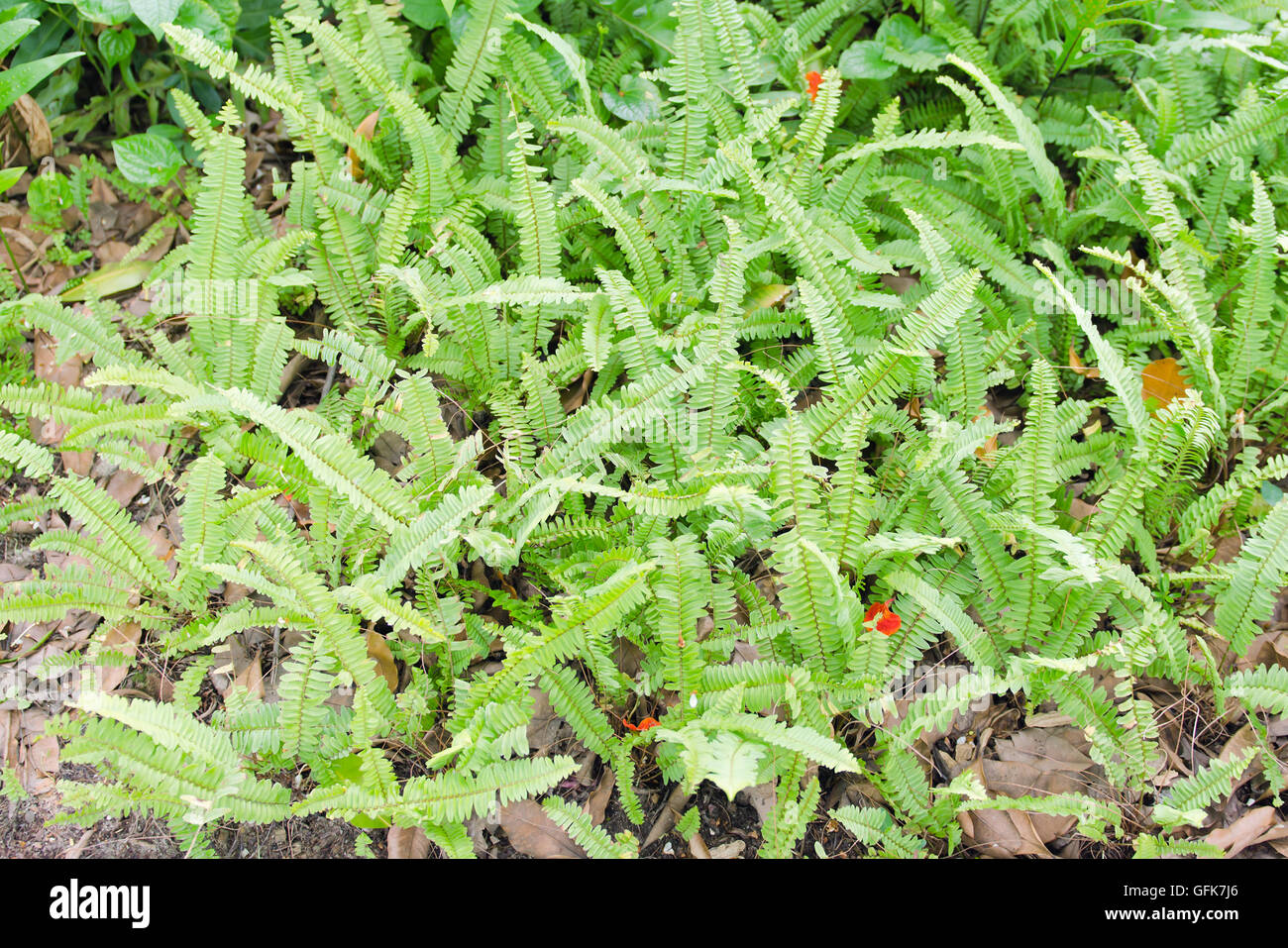Polystichum munitum, the western swordfern or Bright Green Tuber sword ...