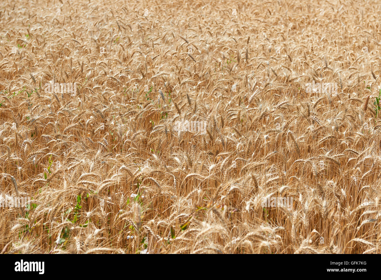 wheat field closeup, beautiful summer landscape Stock Photo - Alamy