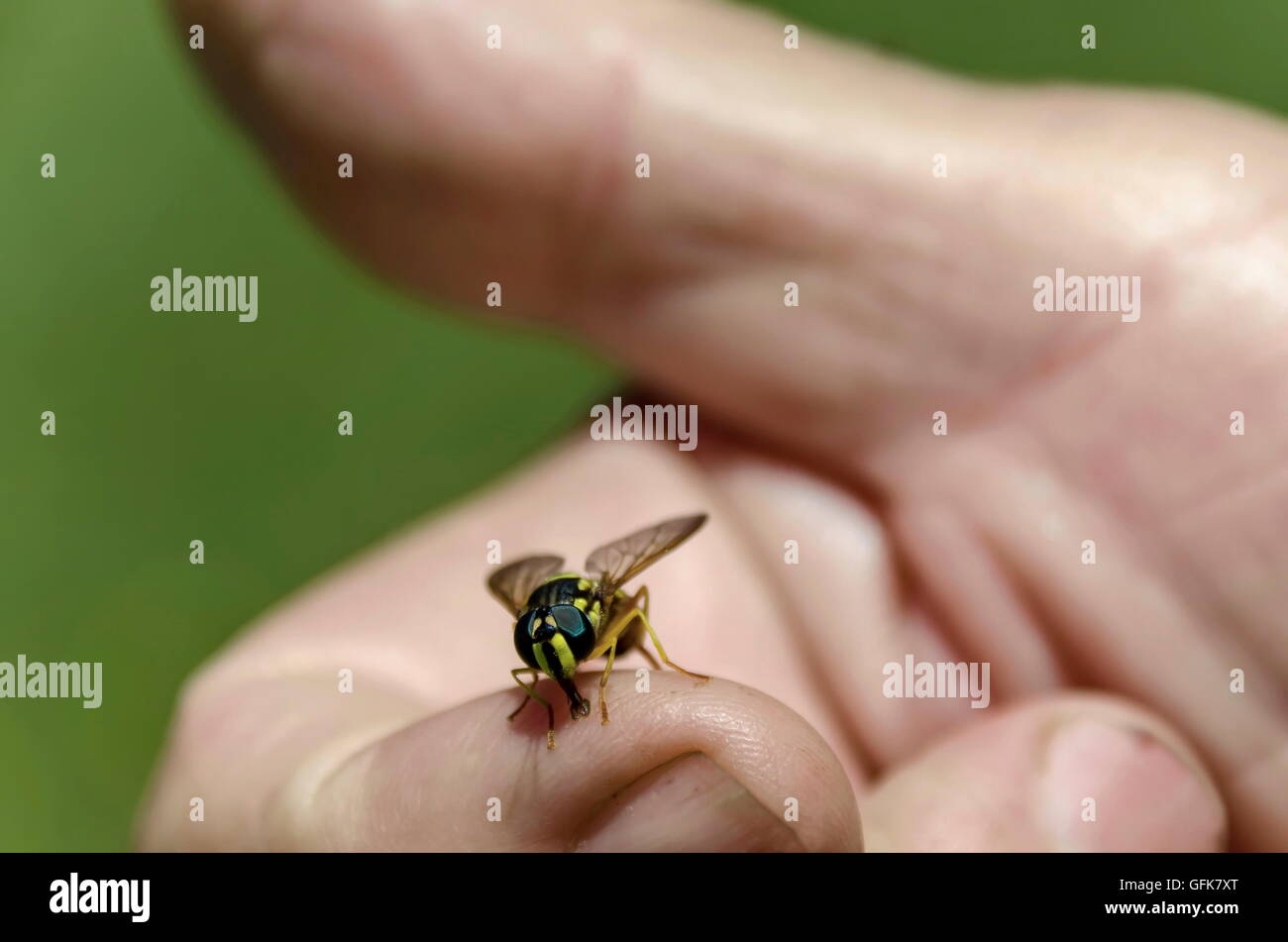 Wasp sting hand hi-res stock photography and images - Alamy