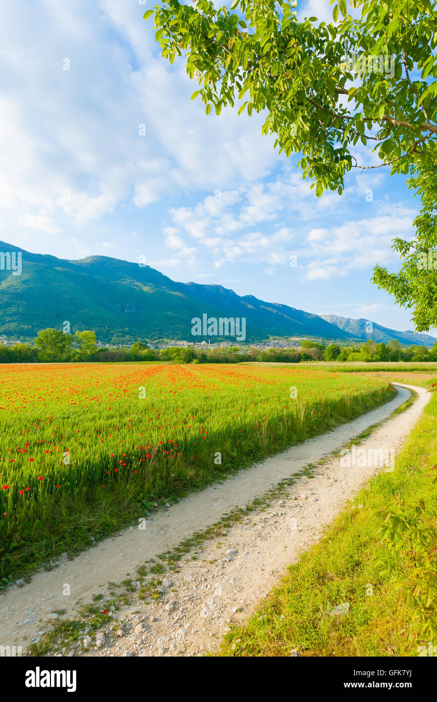 Dirt road trough italian countryside. Field of red poppies. Rural life ...