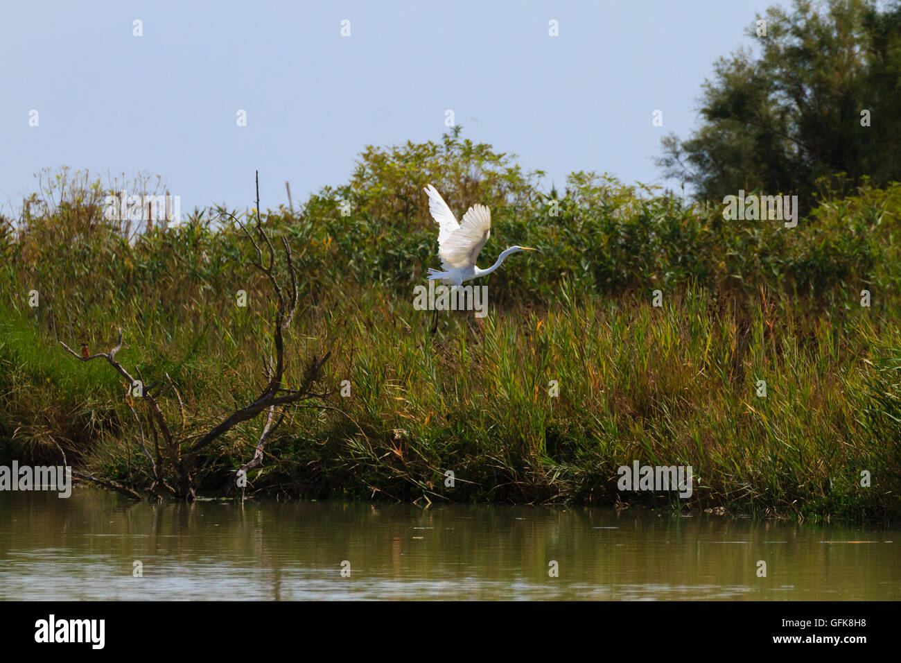Great egret flying from "delta del Po". Italian nature. Birdwatching ...