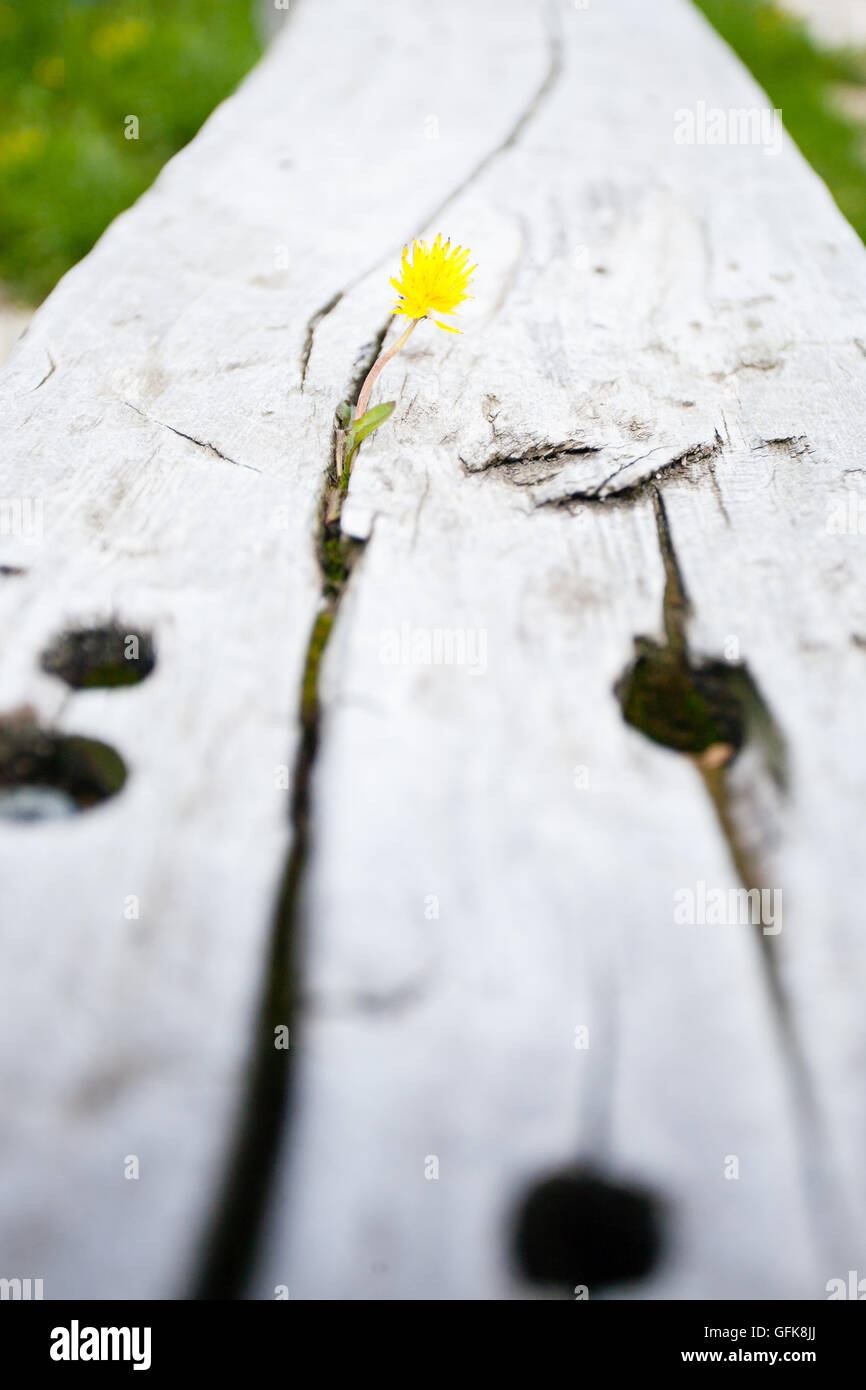 Flower growing in a timber slot. Taraxacum officinale detail Stock ...