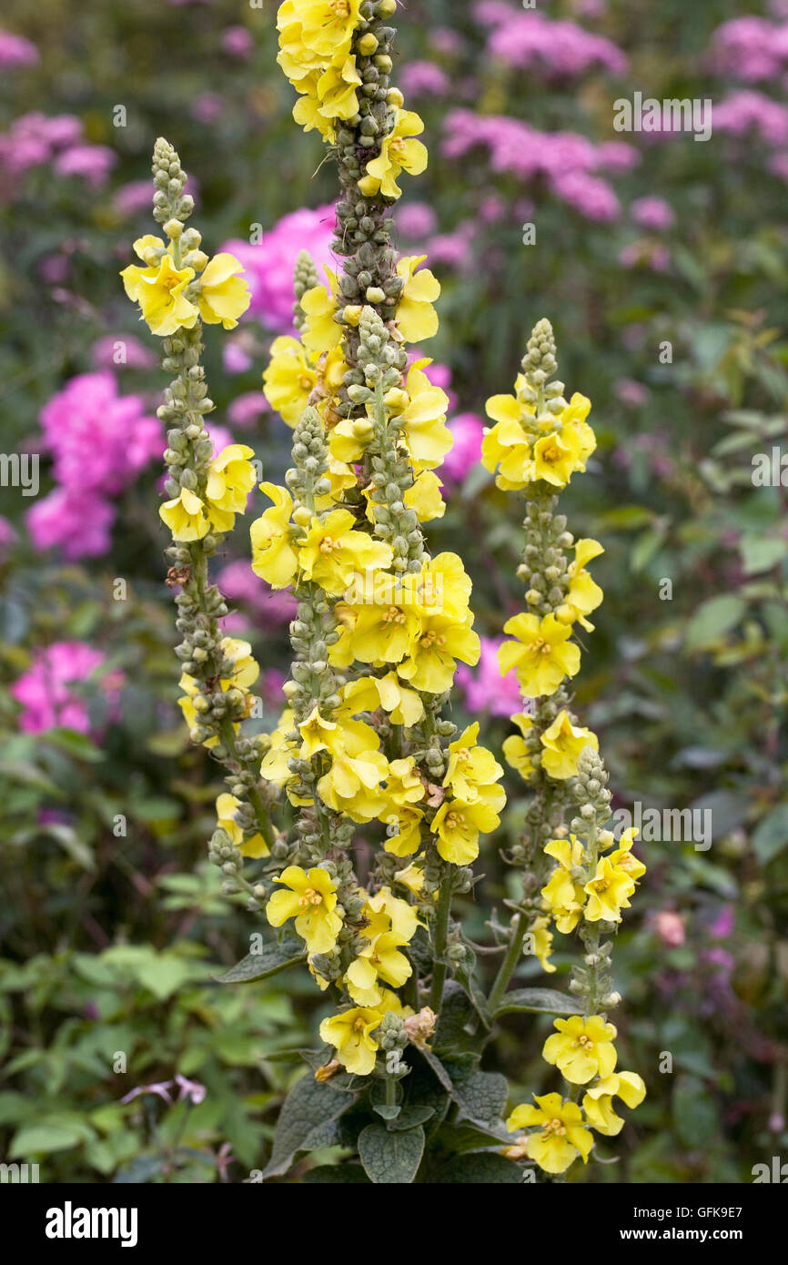 Verbascum varieties hi-res stock photography and images - Alamy