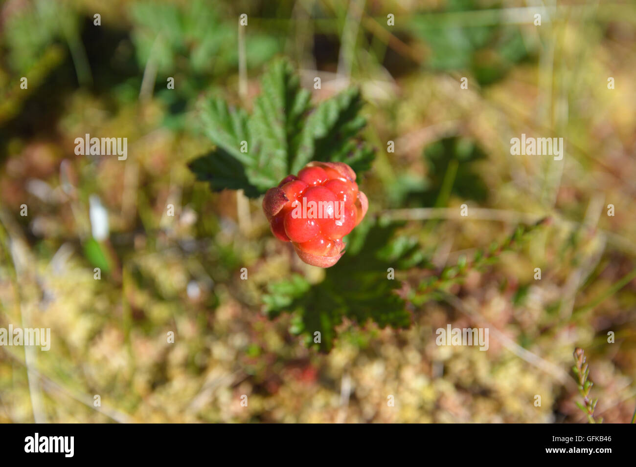 Cloudberry fruits hi-res stock photography and images - Alamy