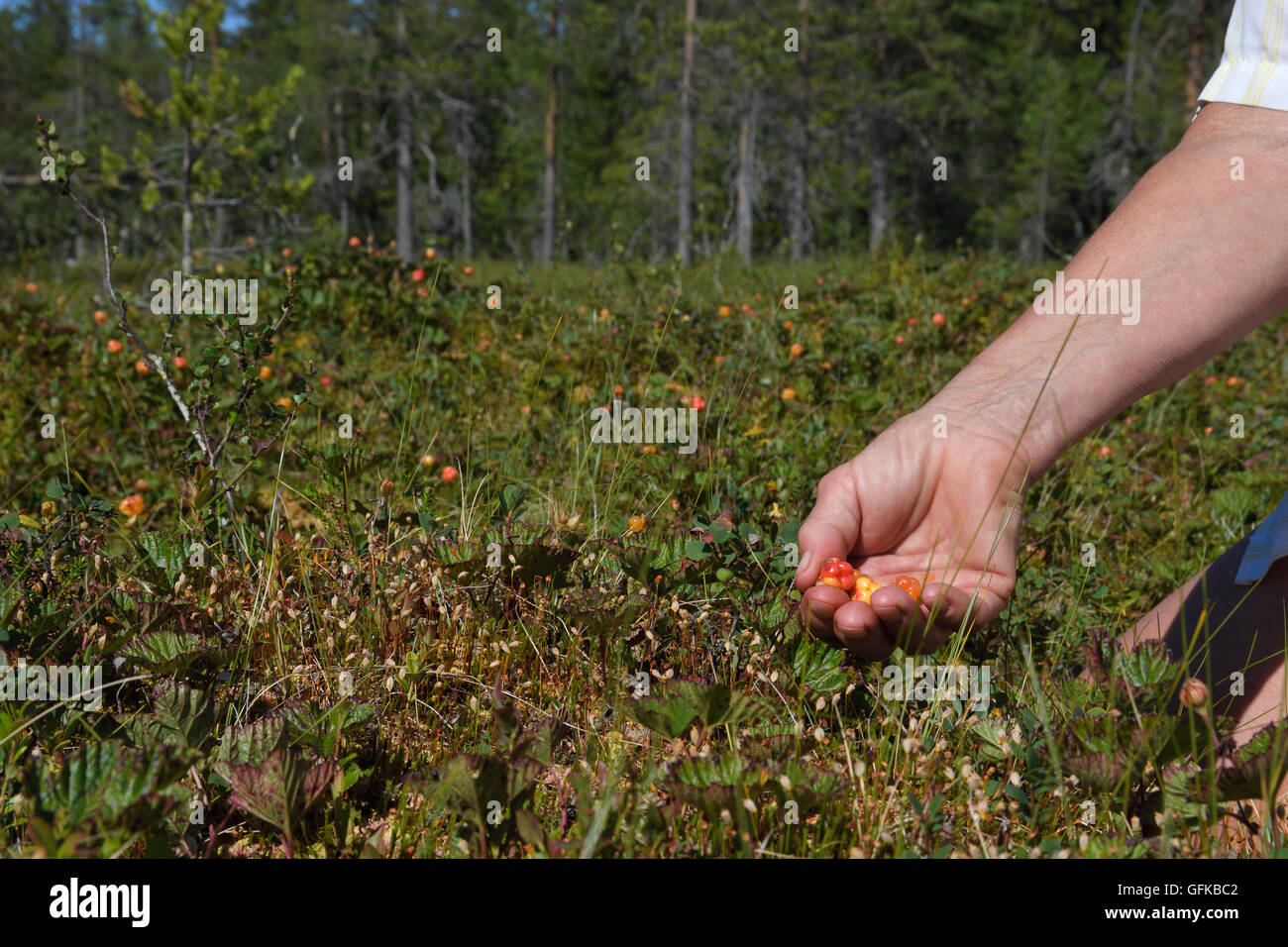 Cloudberry fruits hi-res stock photography and images - Alamy