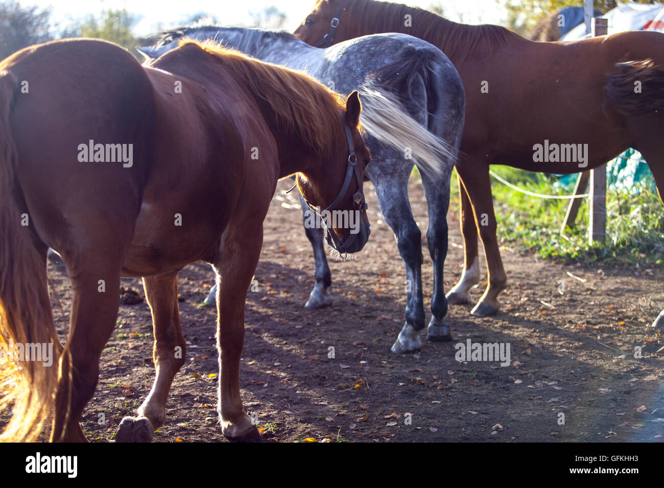 red horse on nature, sunset in the field Stock Photo - Alamy