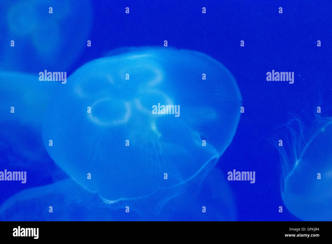 Aurelia aurita, species of jellyfish Stock Photo - Alamy