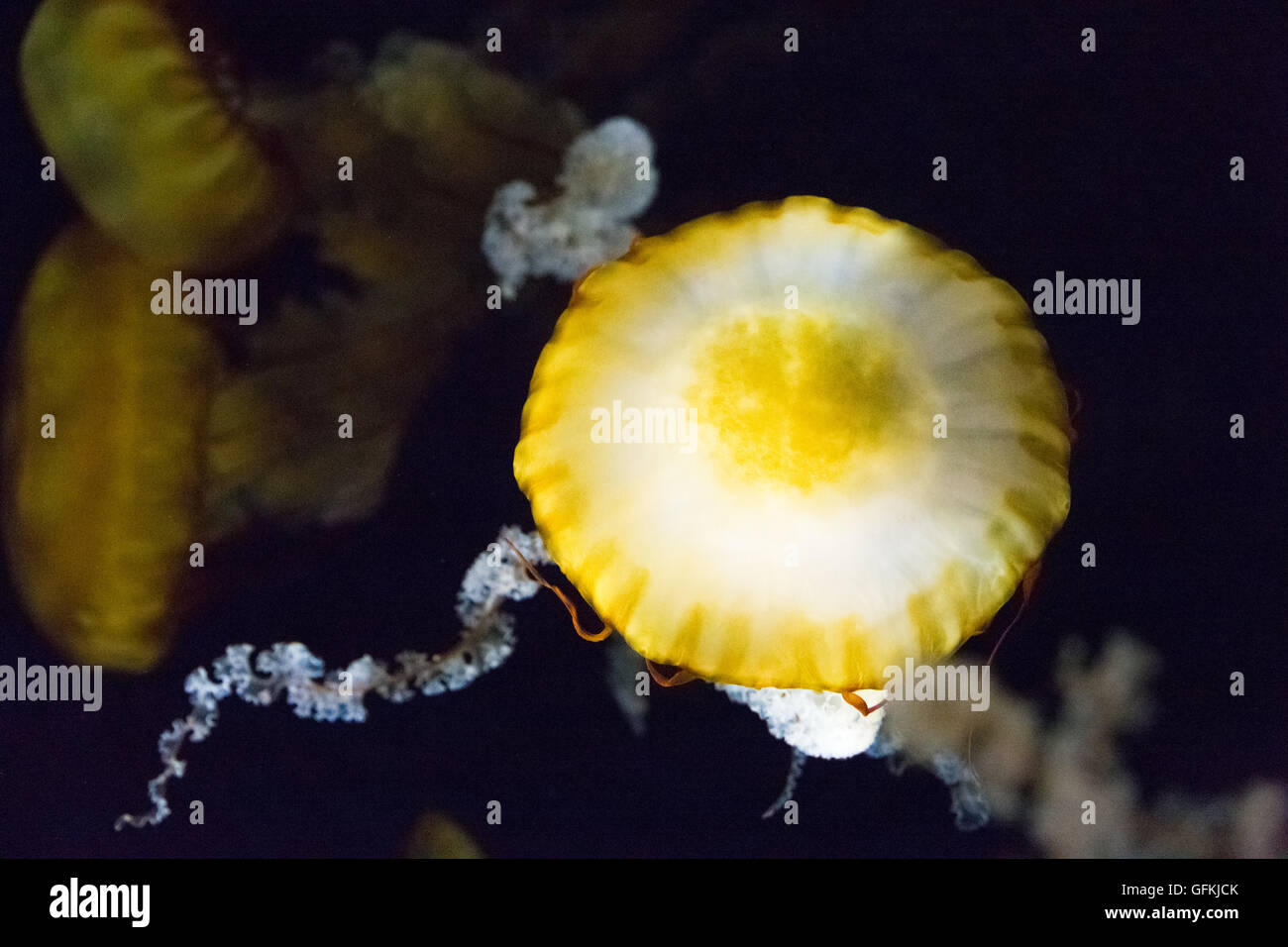 Pacific sea nettle, species of jellyfish Stock Photo - Alamy