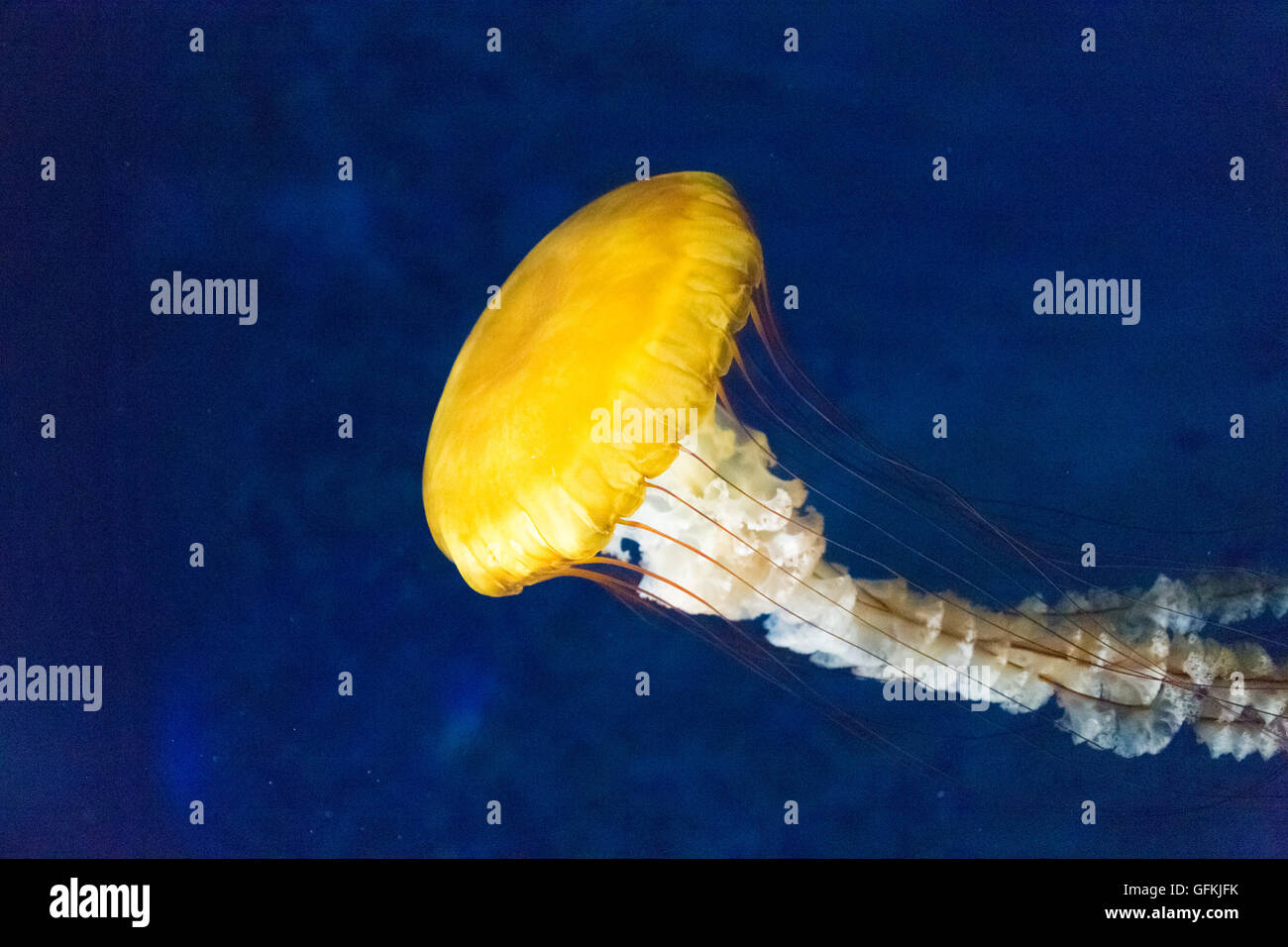 Pacific sea nettle, species of jellyfish Stock Photo - Alamy