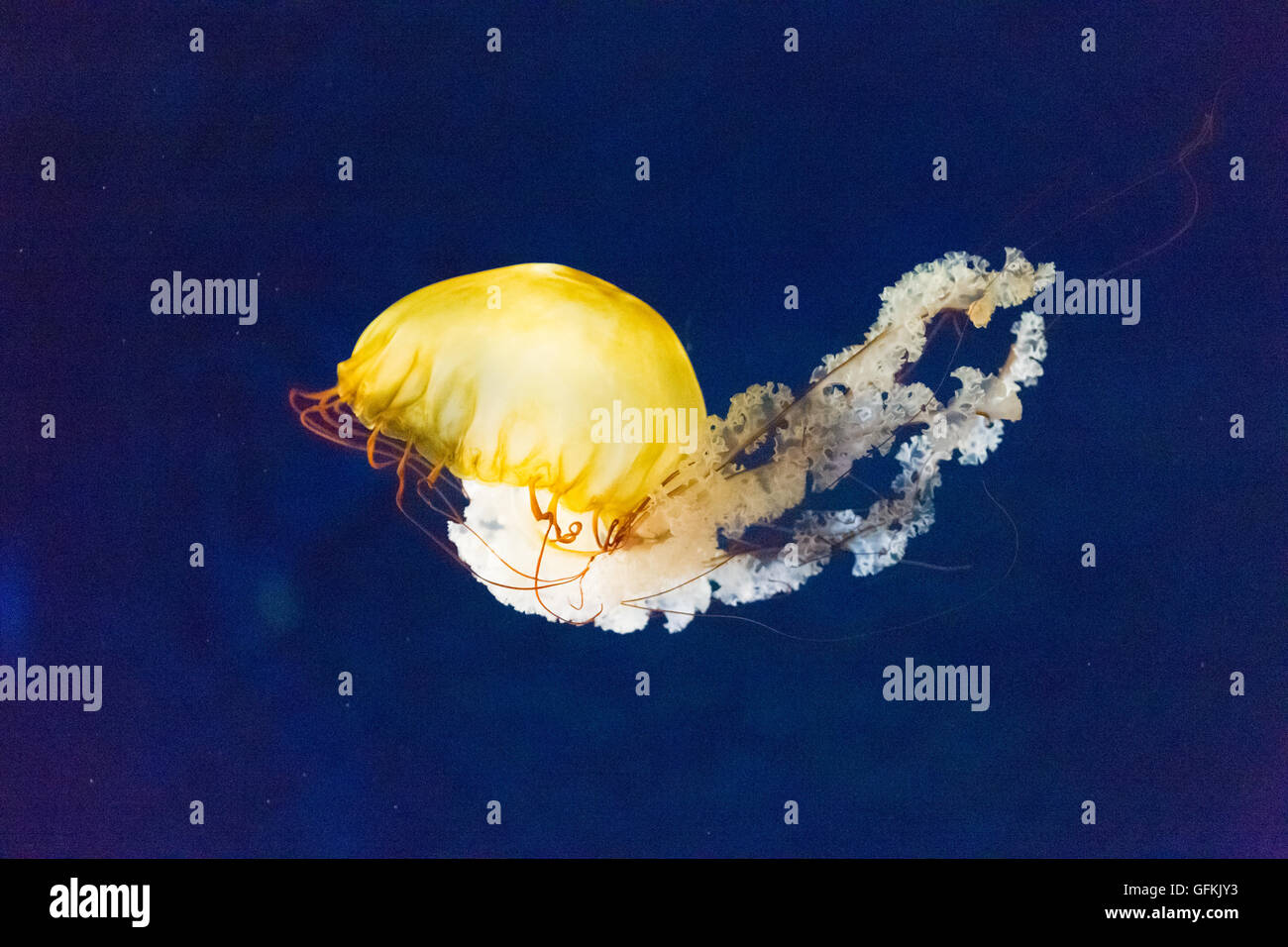 Pacific sea nettle, species of jellyfish Stock Photo - Alamy