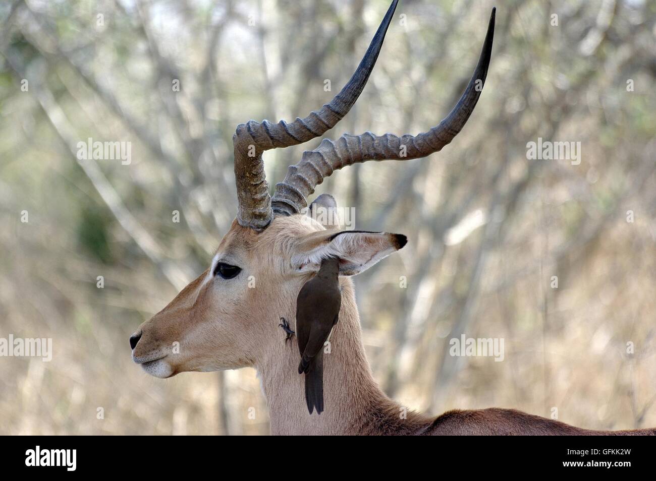 Antelope natural horns hi-res stock photography and images - Alamy