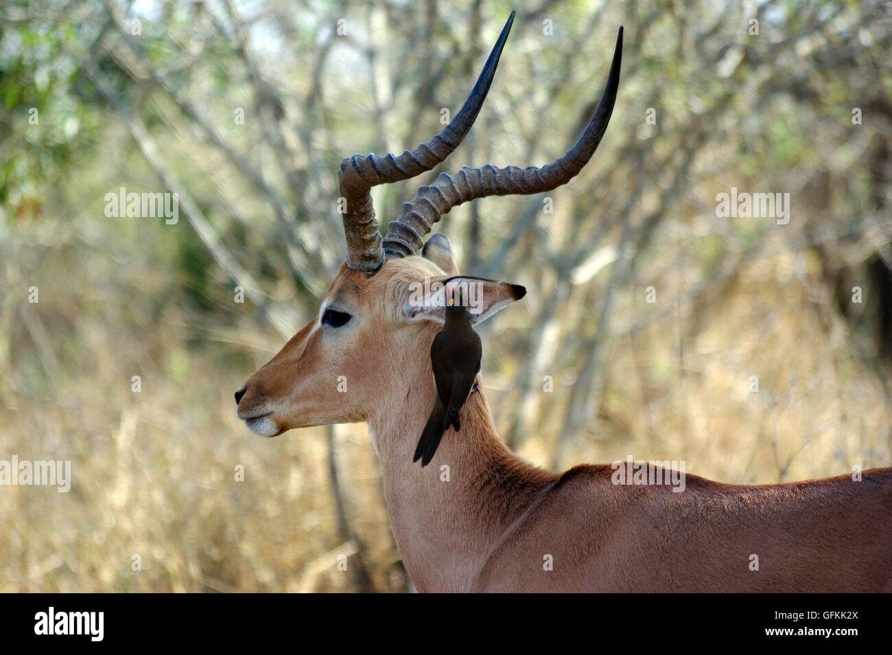 Male female springbok hi-res stock photography and images - Alamy
