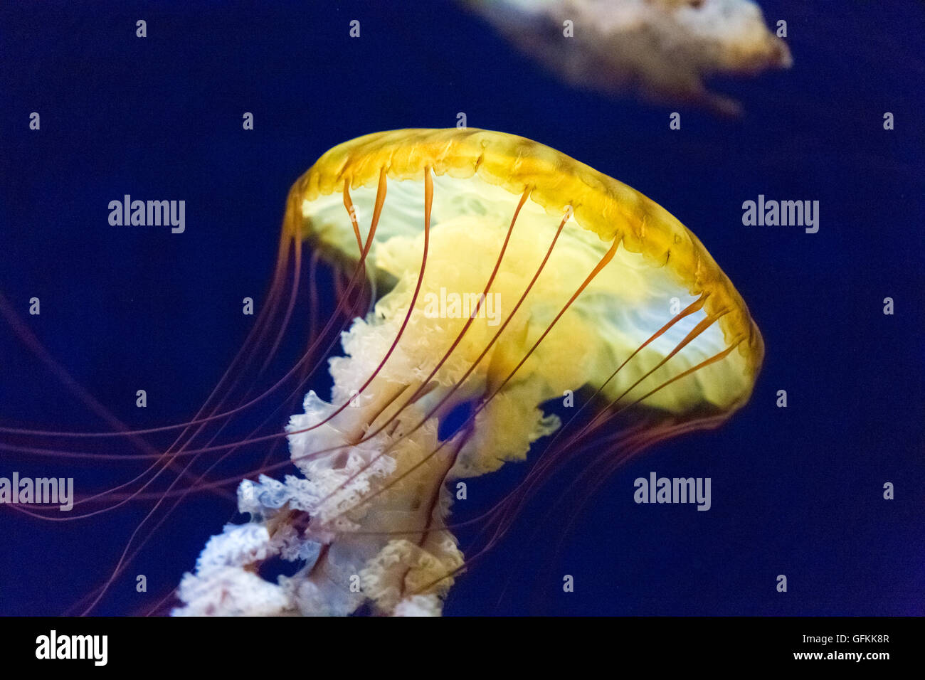 Pacific sea nettle, species of jellyfish Stock Photo - Alamy