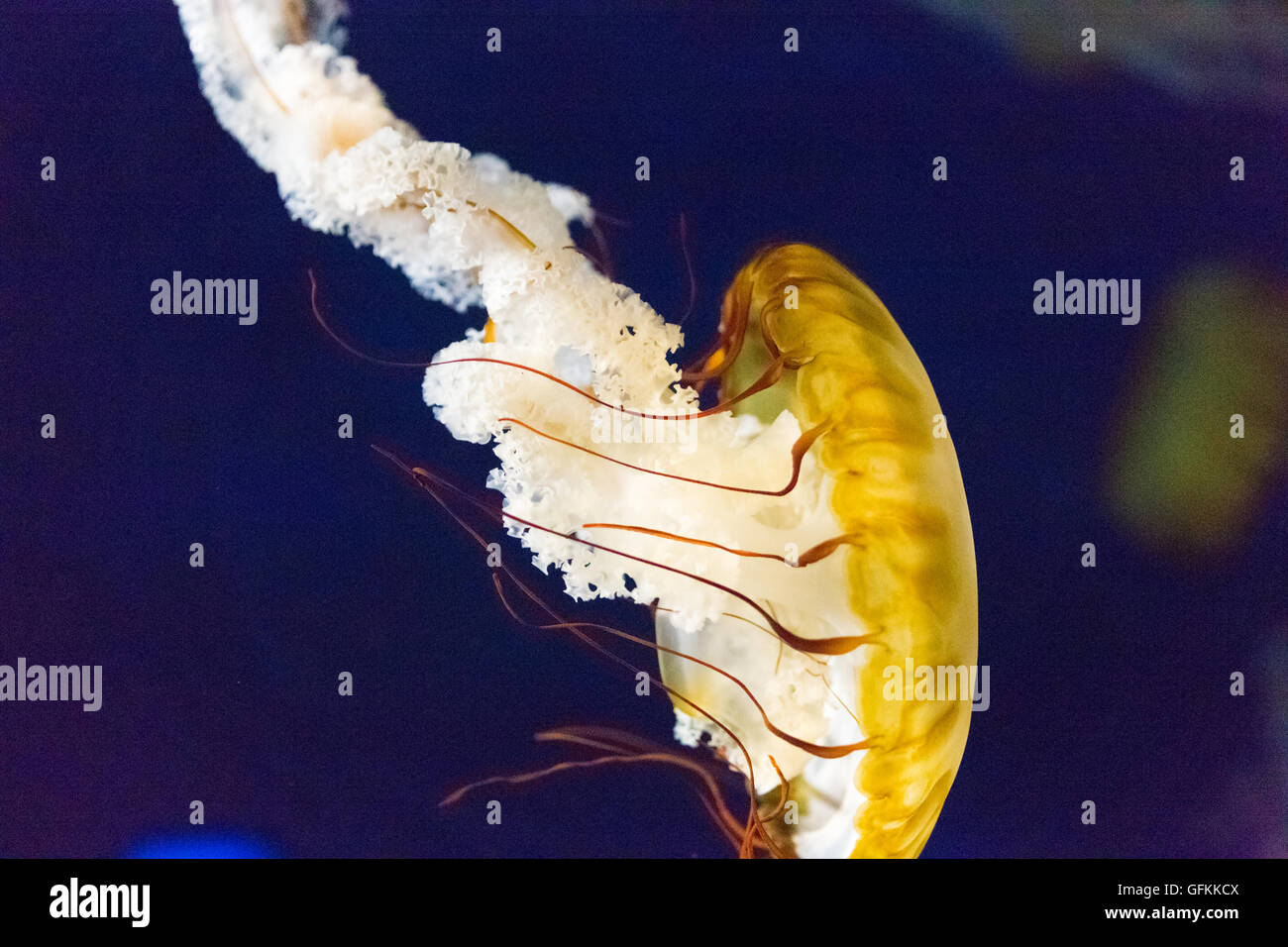 Pacific sea nettle, species of jellyfish Stock Photo - Alamy