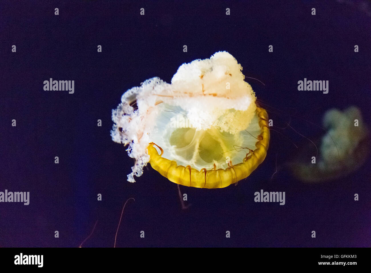 Pacific sea nettle, species of jellyfish Stock Photo - Alamy