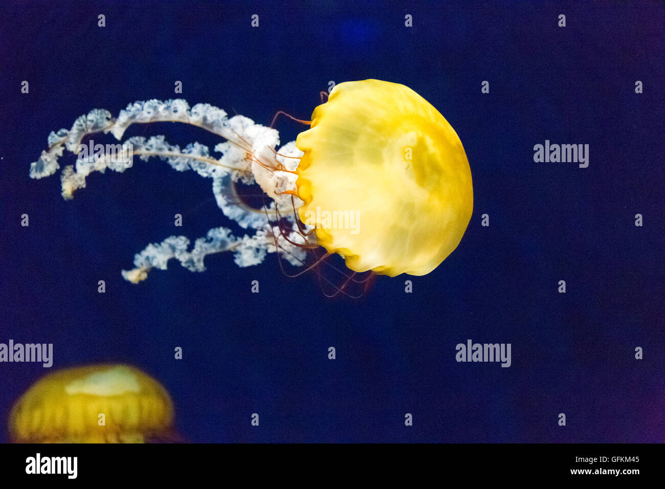 Pacific sea nettle, species of jellyfish Stock Photo - Alamy