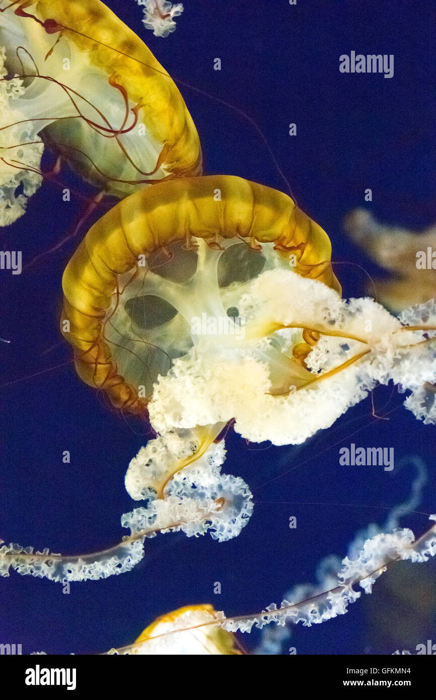 Pacific sea nettle, species of jellyfish Stock Photo - Alamy