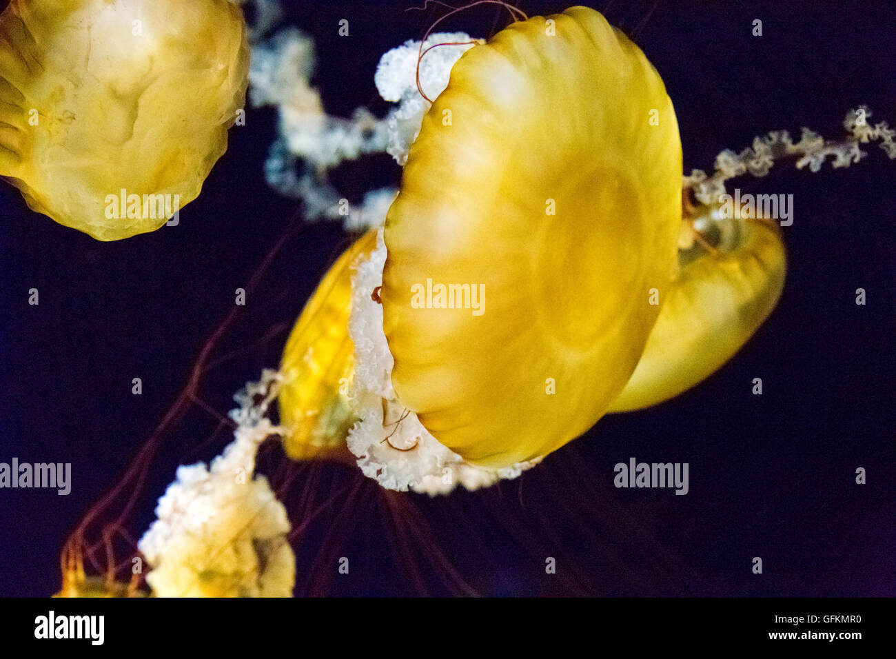 Pacific sea nettle, species of jellyfish Stock Photo - Alamy
