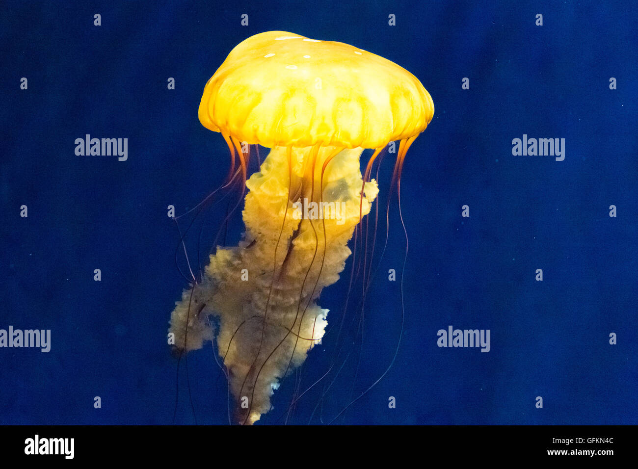 Pacific sea nettle, species of jellyfish Stock Photo - Alamy