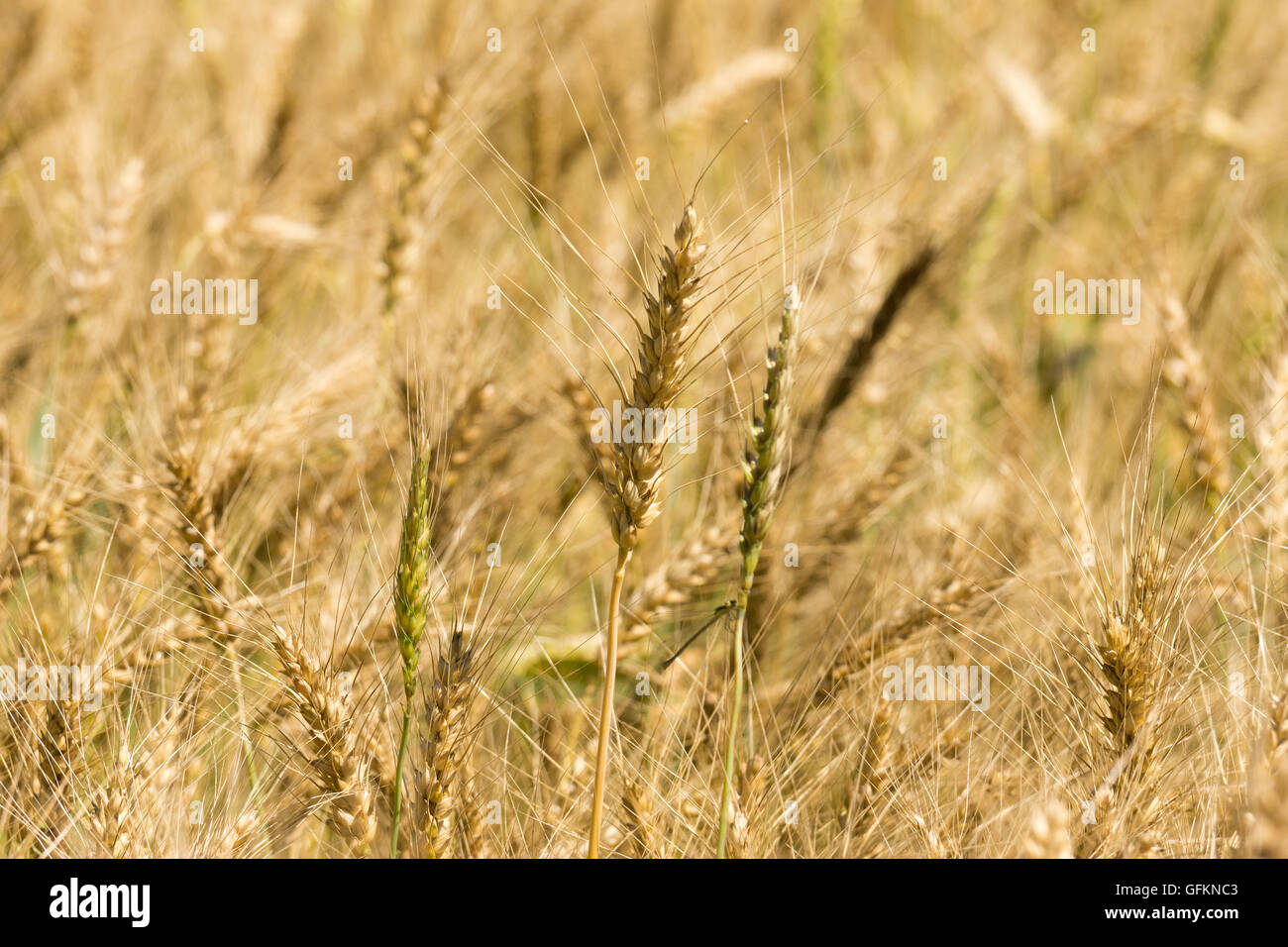 The photo shows a ripe wheat grains Stock Photo - Alamy