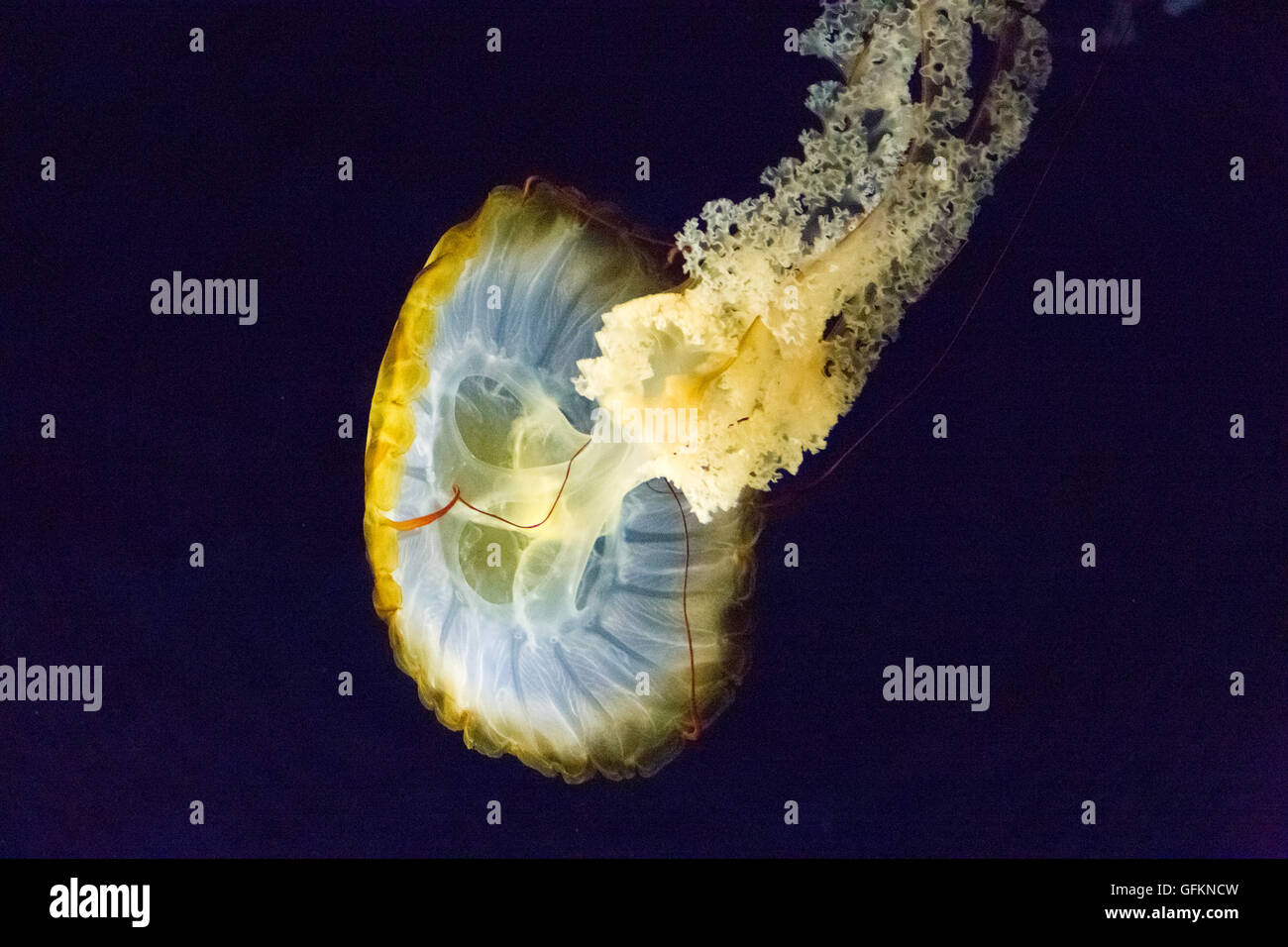 Pacific sea nettle, species of jellyfish Stock Photo - Alamy