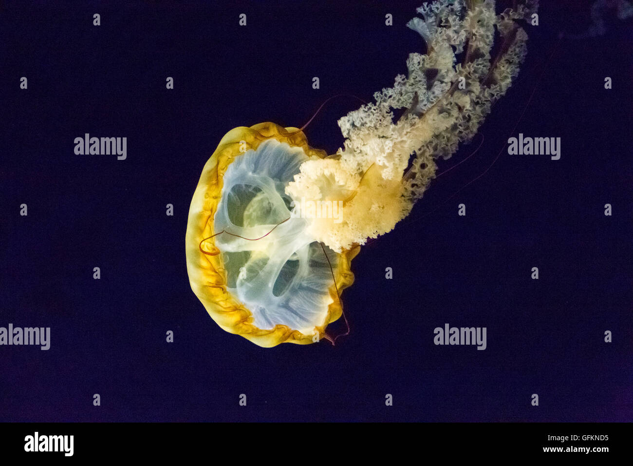 Pacific sea nettle, species of jellyfish Stock Photo - Alamy