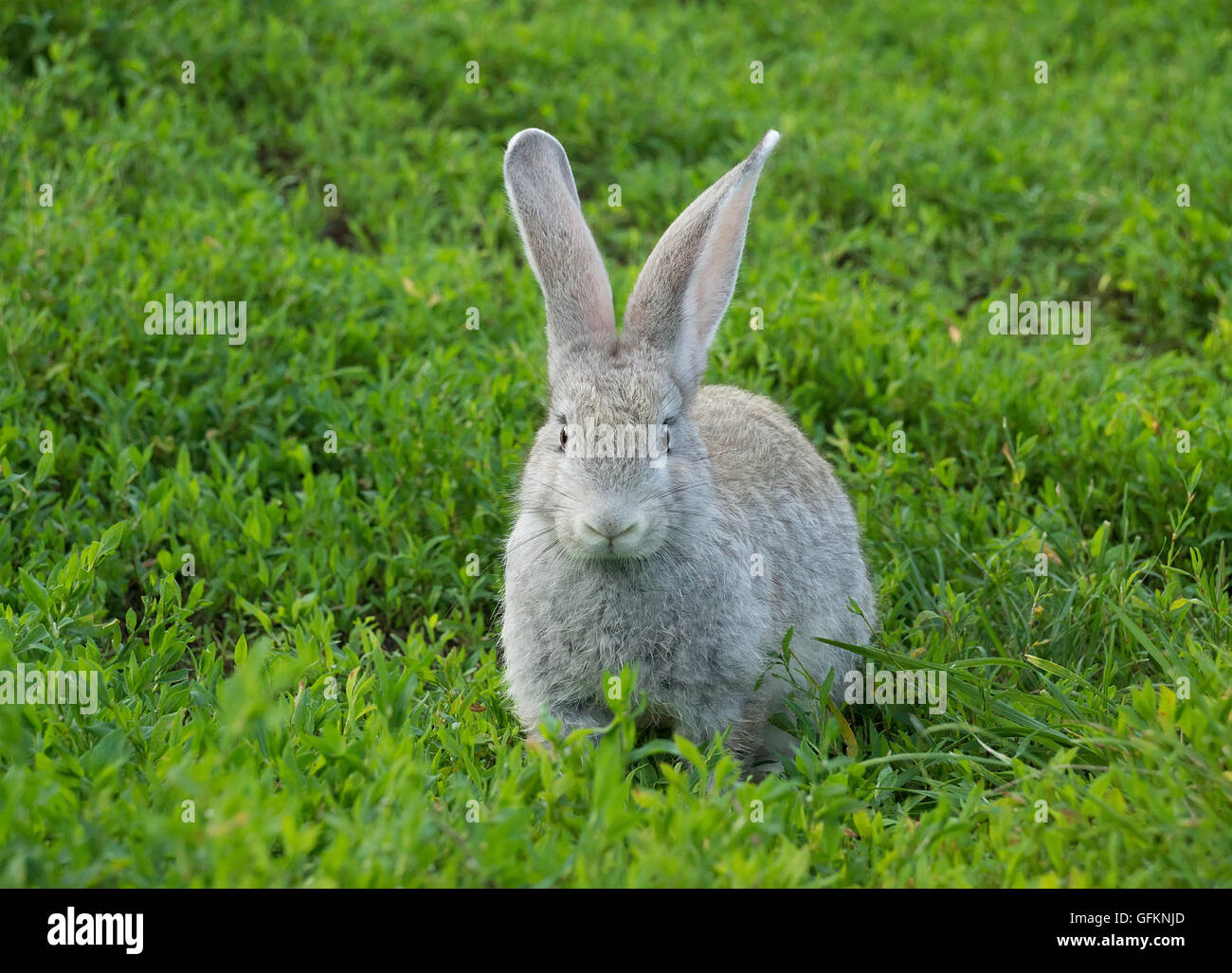 The photo depicts a rabbit sitting on the grass Stock Photo - Alamy