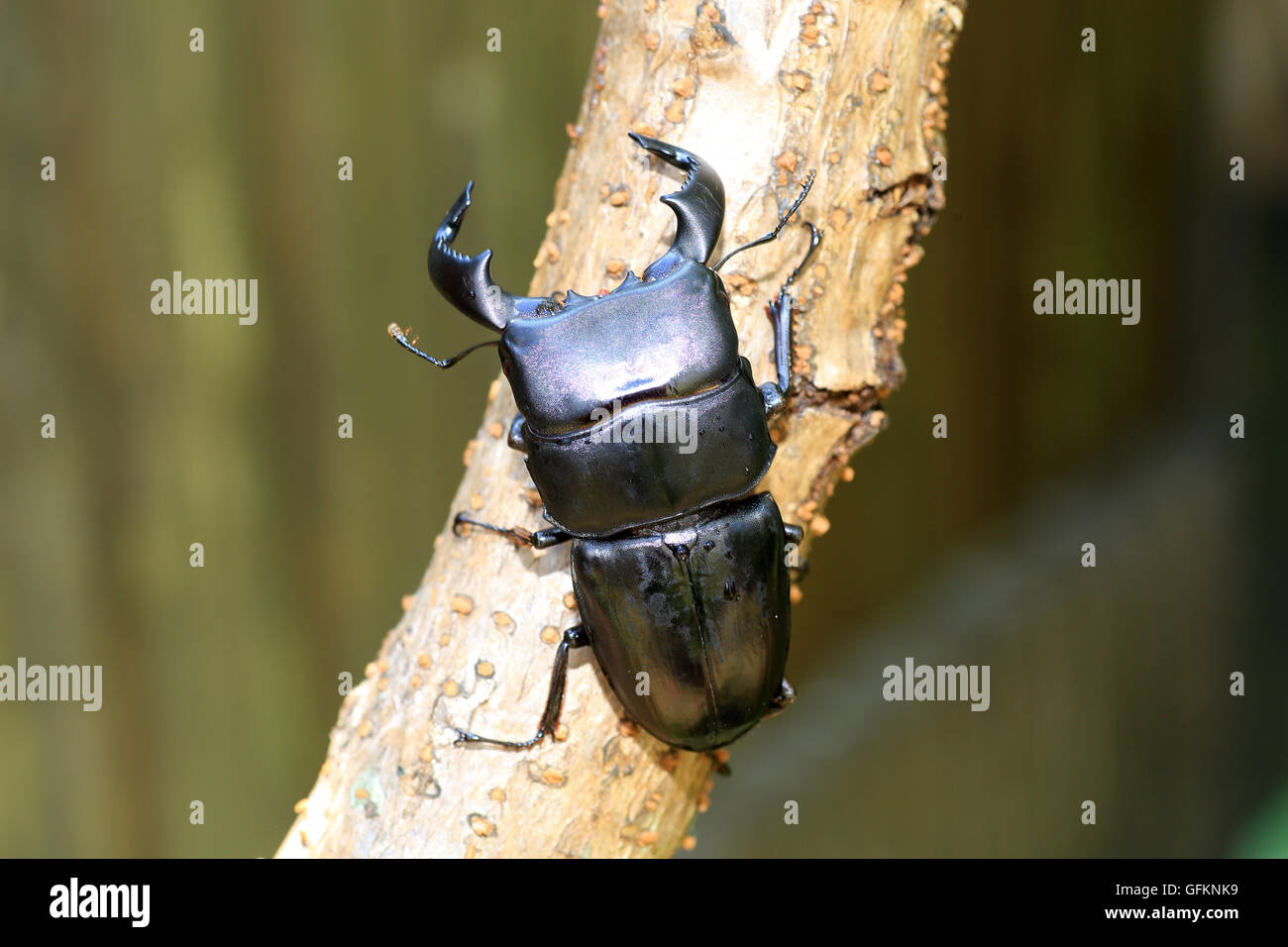 Dorcus bucephalus in Java Island, Indonesia Stock Photo - Alamy