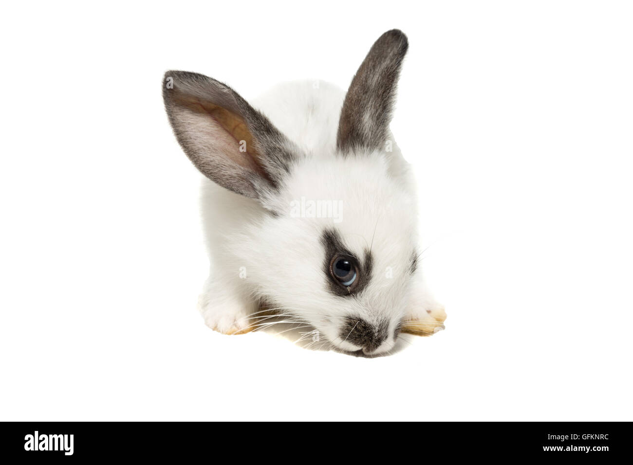The photo depicts a rabbit on a white background Stock Photo - Alamy