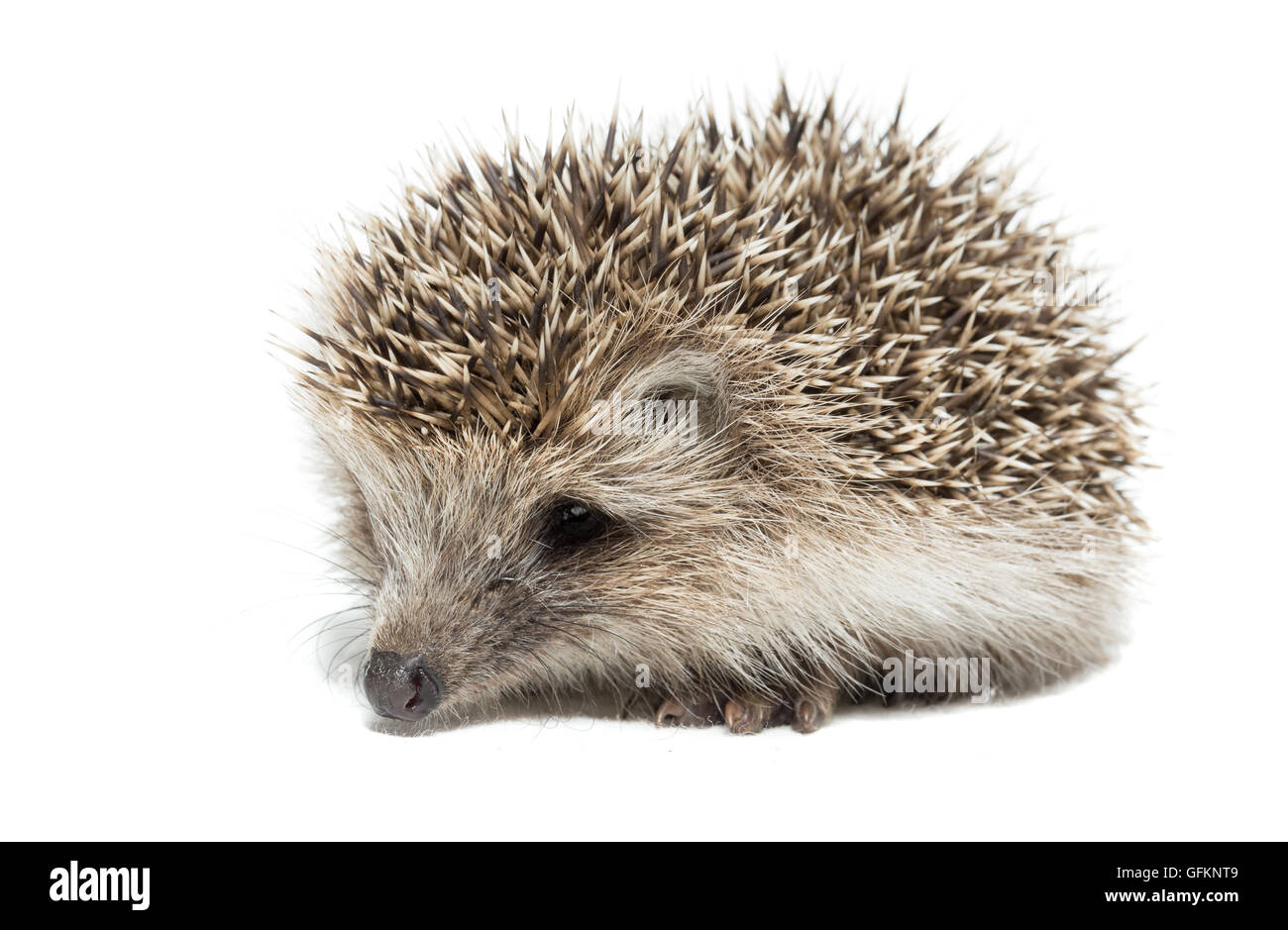the photograph depicted a hedgehog on a white background Stock Photo ...