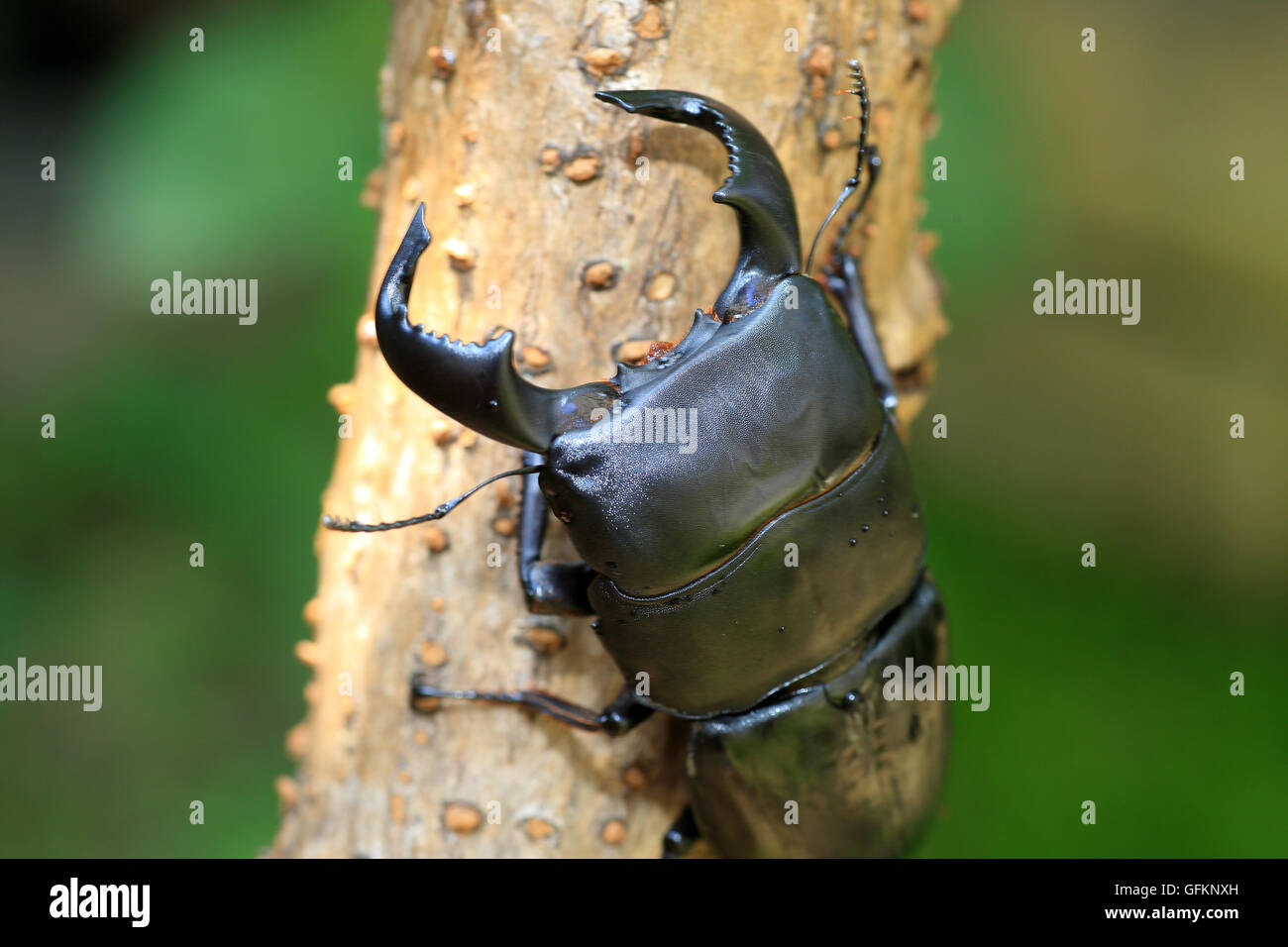 Dorcus bucephalus in Java Island, Indonesia Stock Photo - Alamy