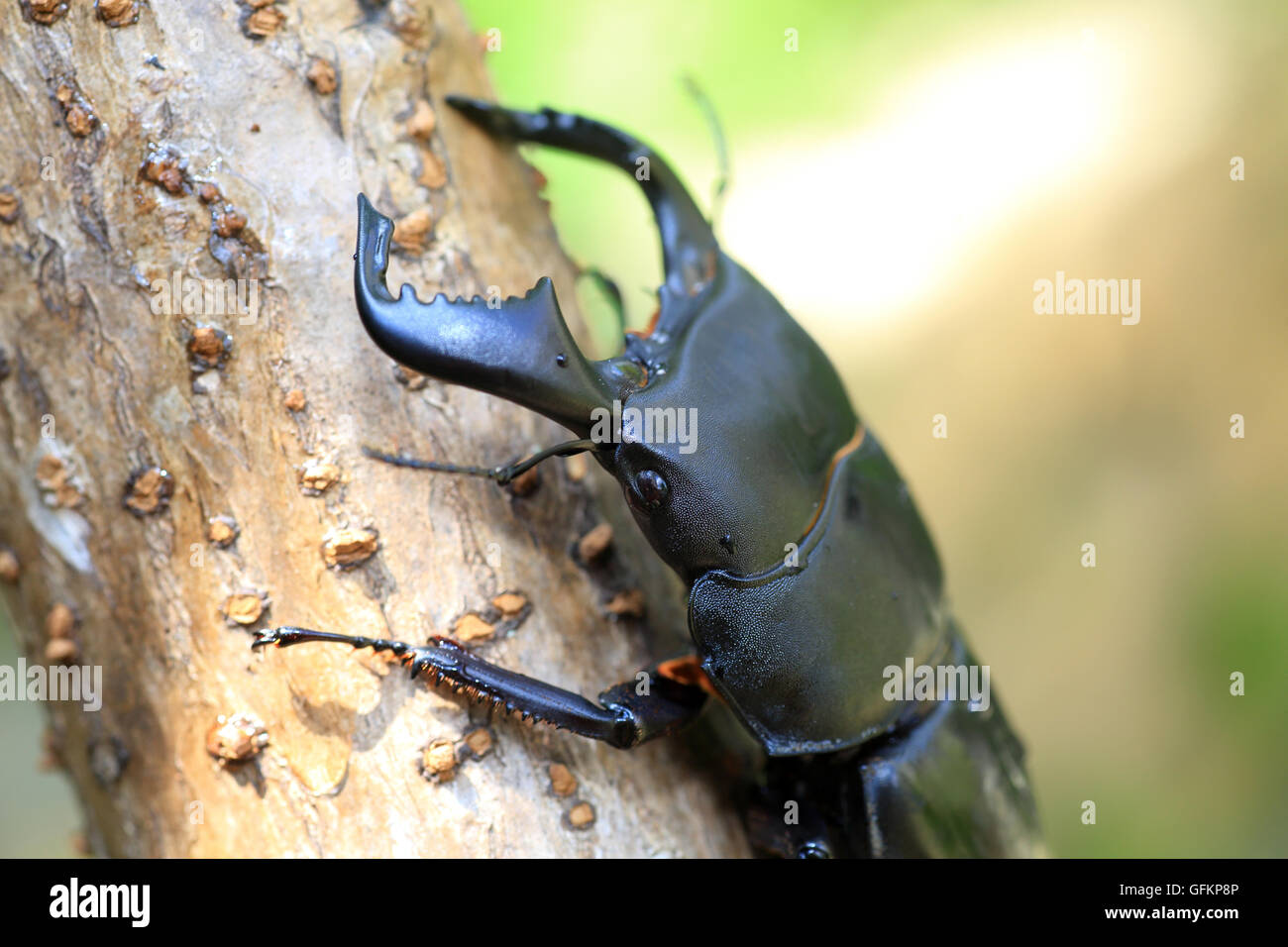 Dorcus bucephalus hi-res stock photography and images - Alamy