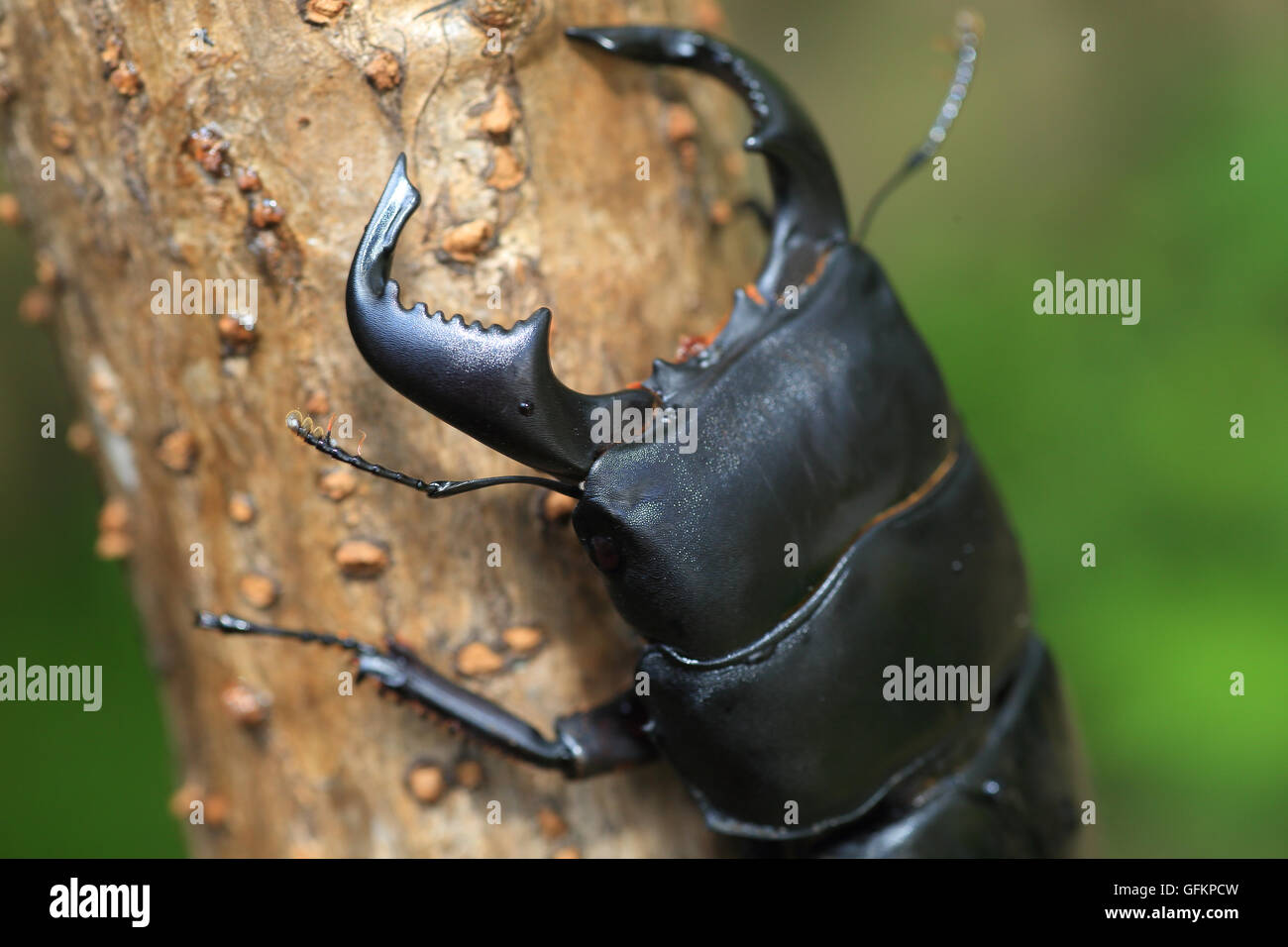 Dorcus bucephalus in Java Island, Indonesia Stock Photo - Alamy
