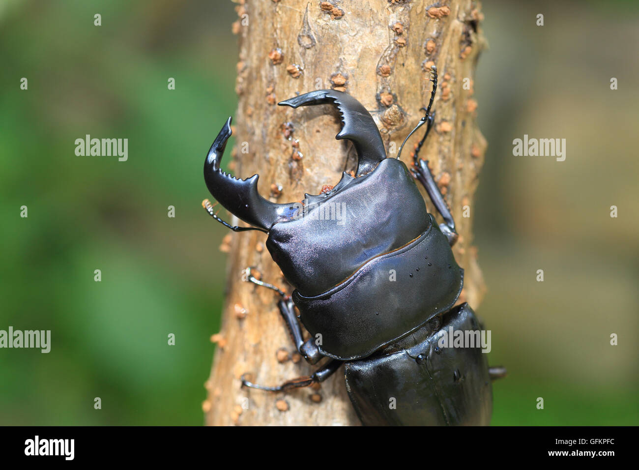 Dorcus bucephalus in Java Island, Indonesia Stock Photo - Alamy