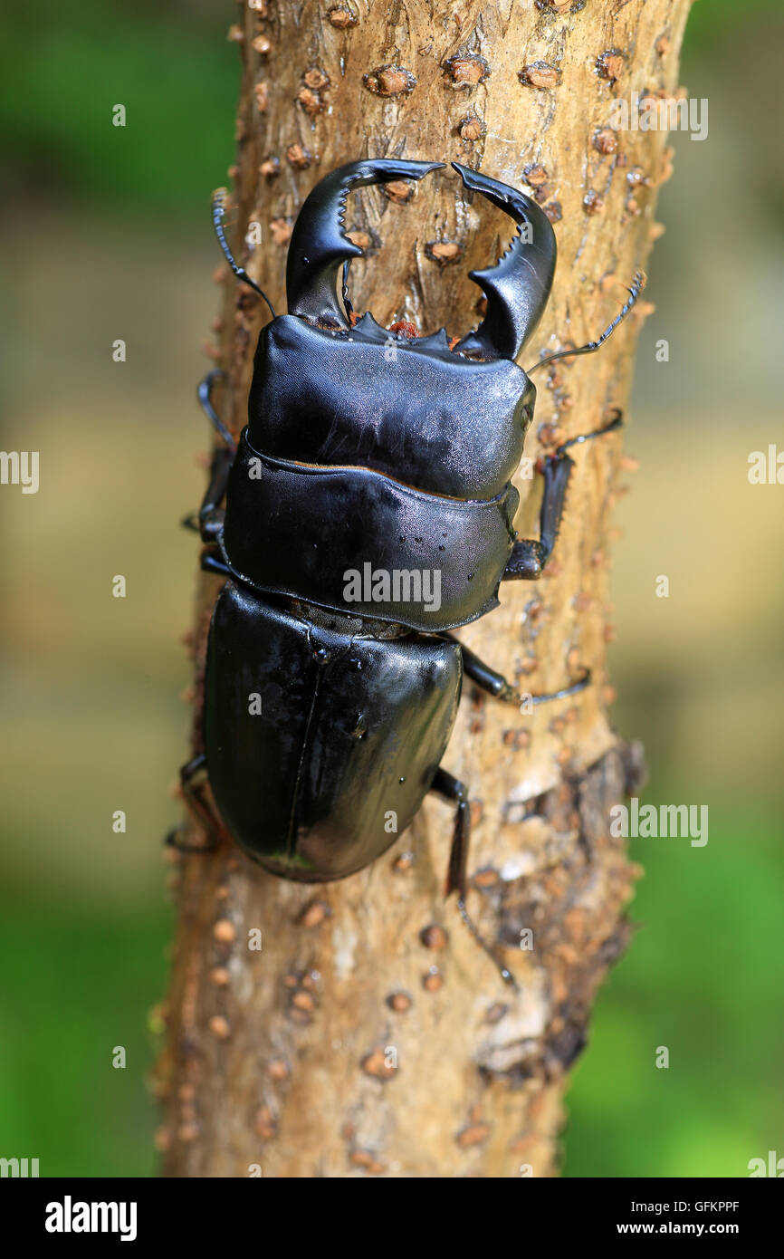 Dorcus bucephalus hi-res stock photography and images - Alamy