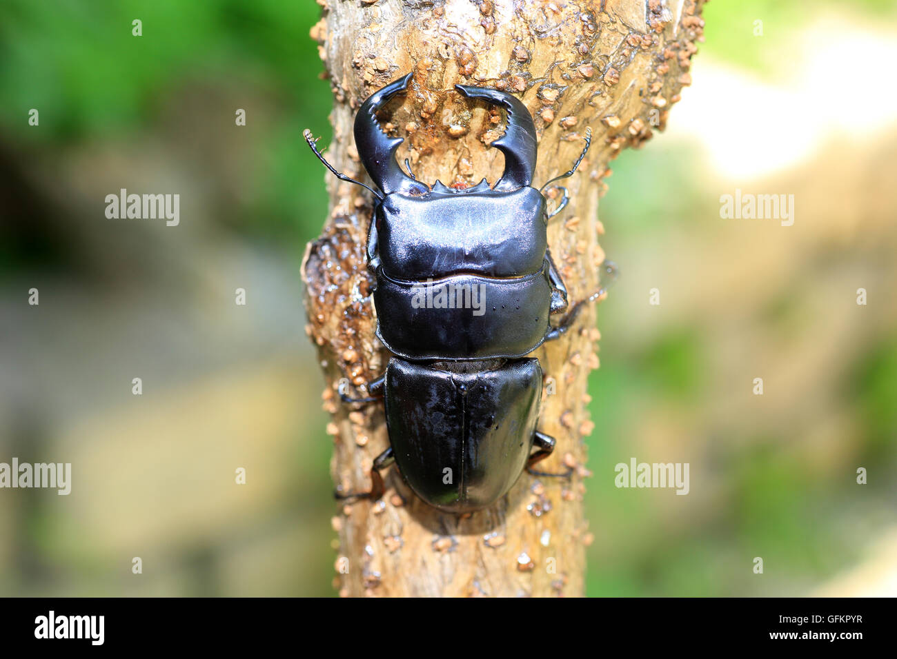 Dorcus bucephalus hi-res stock photography and images - Alamy