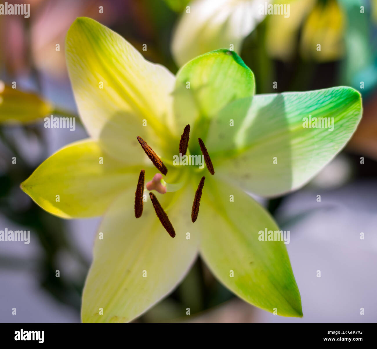 Lily petal petals hi-res stock photography and images - Alamy