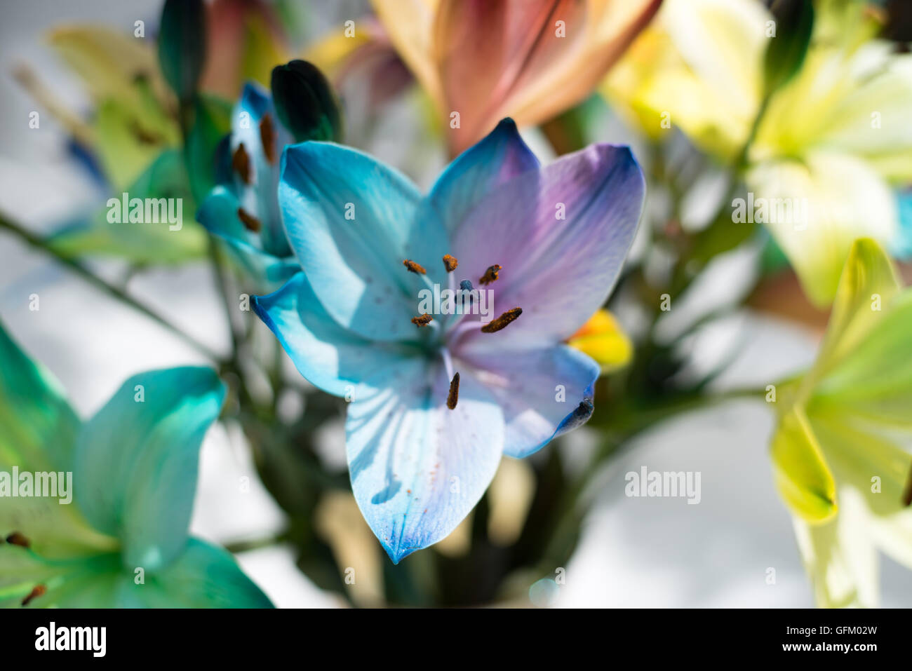 Blue lilly hi-res stock photography and images - Alamy