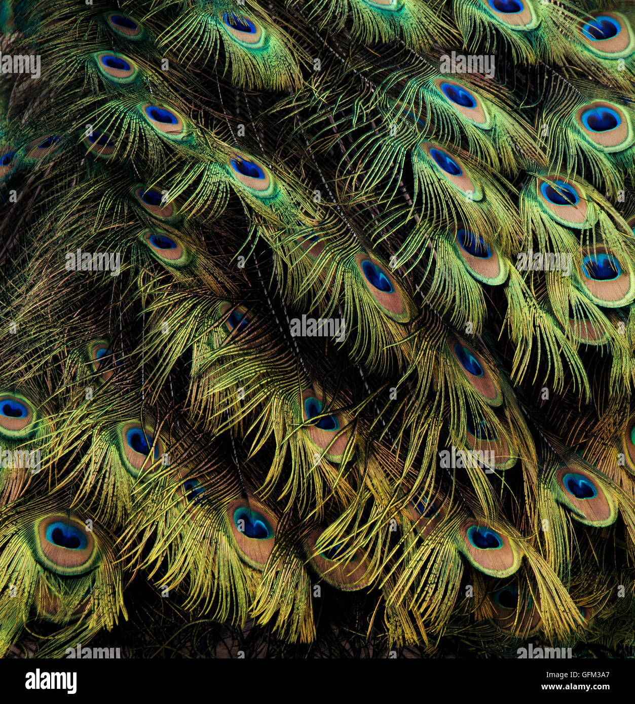 Peacock tail feathers hi-res stock photography and images - Alamy