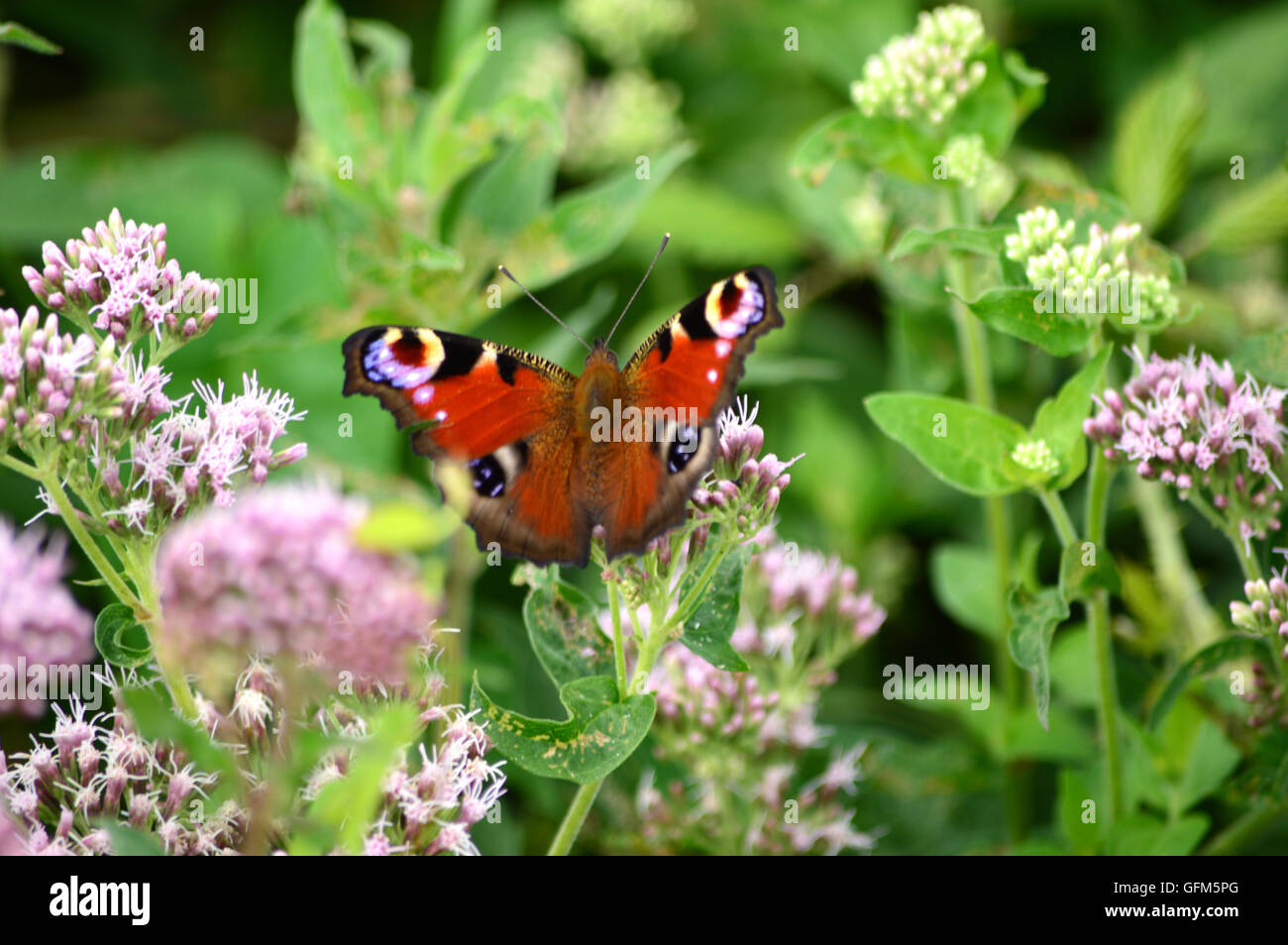 Beautiful butterfiles hi-res stock photography and images - Alamy