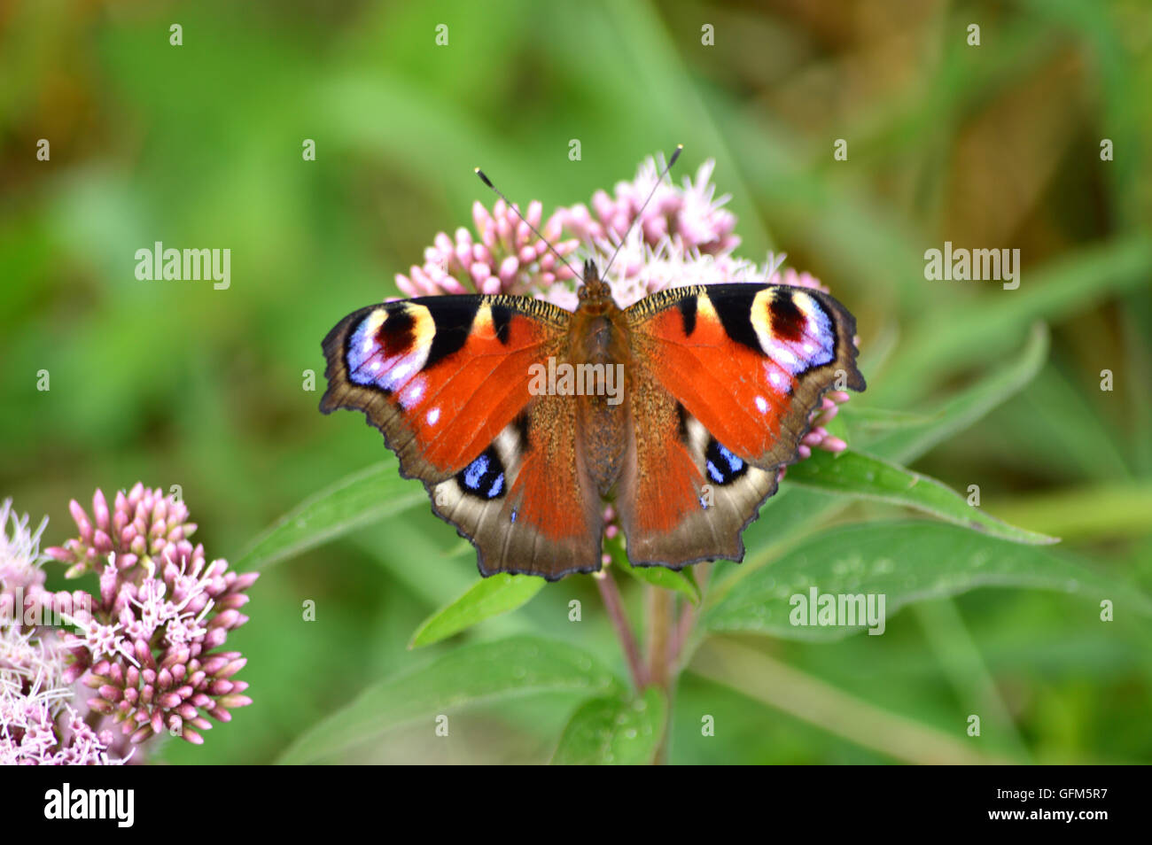 Beautiful butterfiles hi-res stock photography and images - Alamy