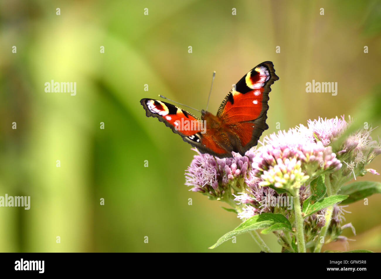 Beautiful butterfiles hi-res stock photography and images - Alamy