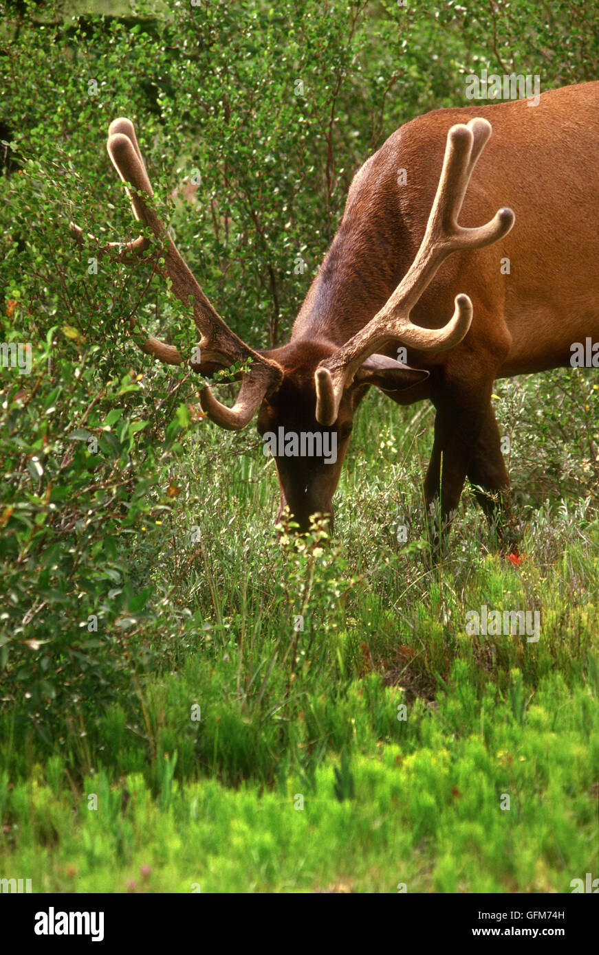 Elk (Cervus canadensis) is one large animal that visitors to Banff ...