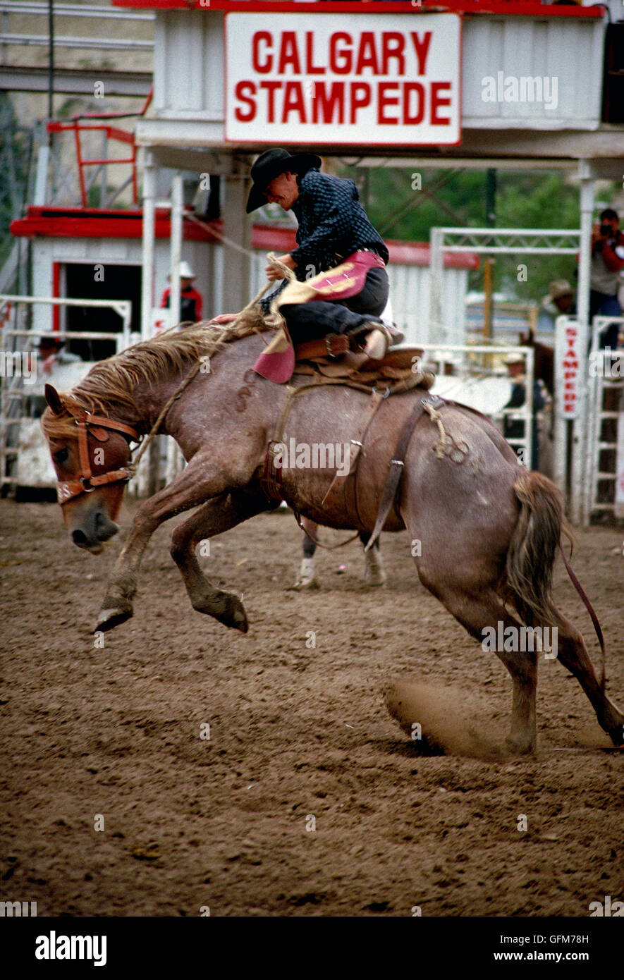 Bronco riding at the Calgary Stampede. The Calgary Stampede is an ...
