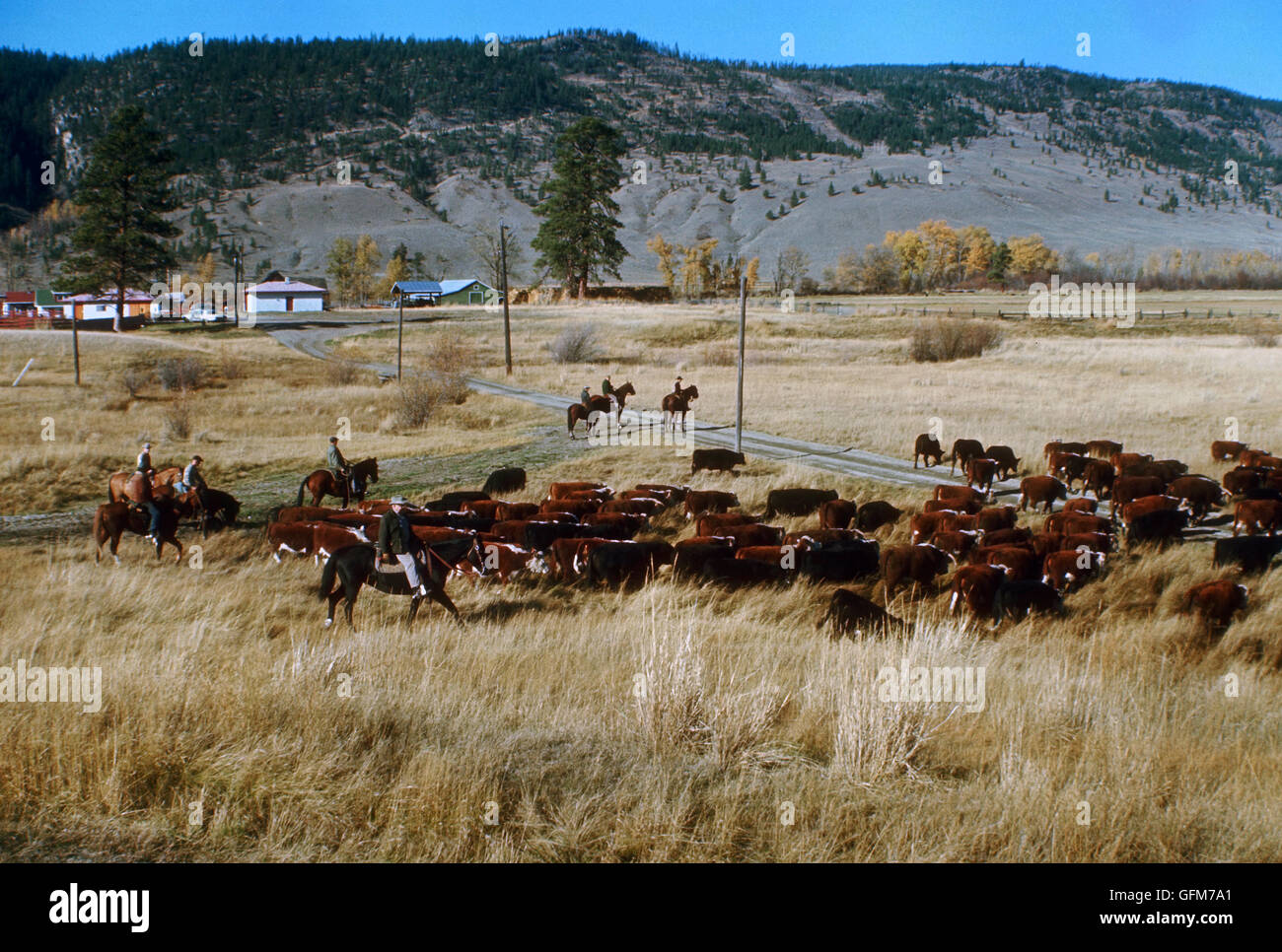 Cattle centre hi-res stock photography and images - Alamy