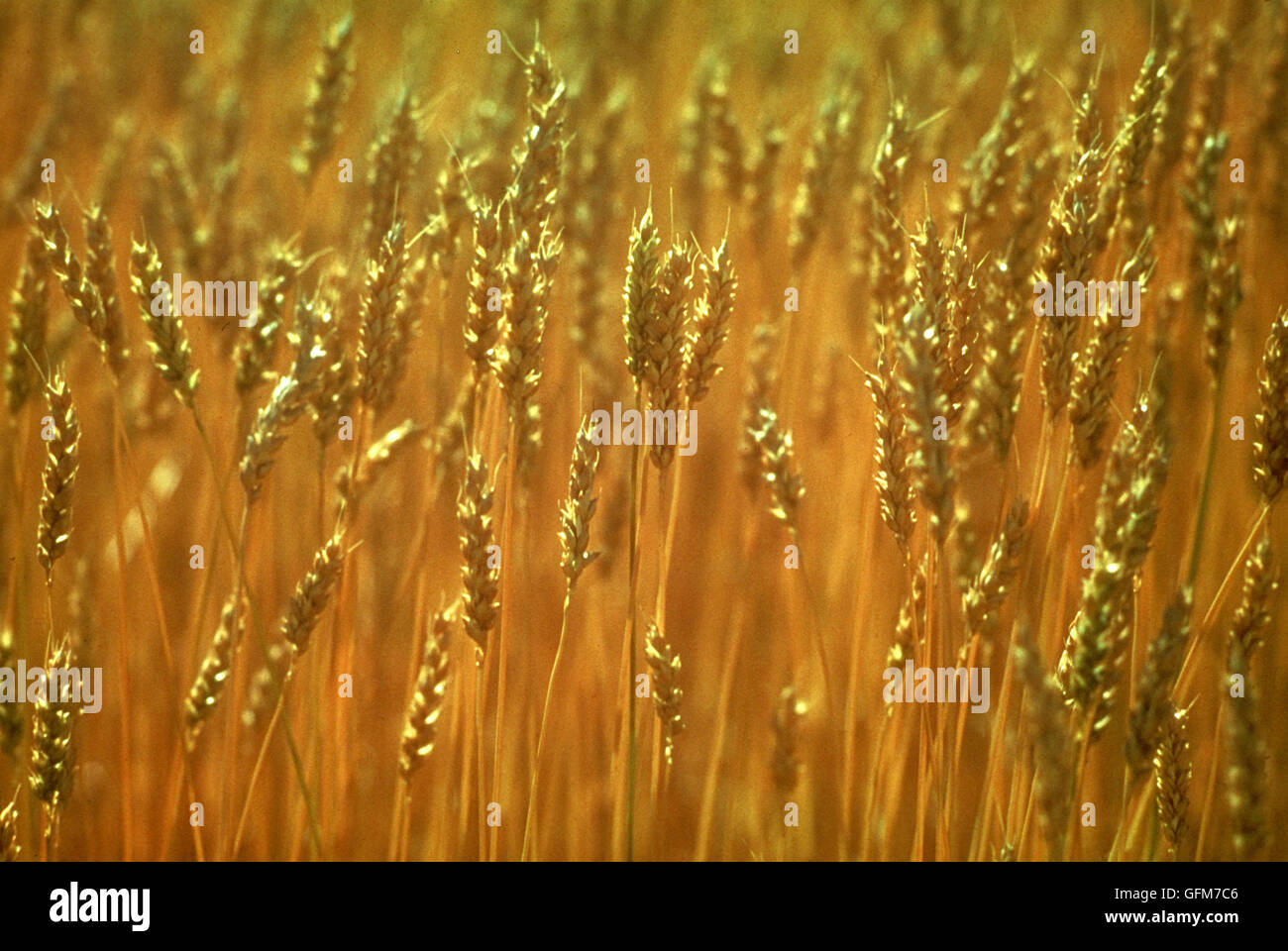 Saskatchewan produces wheat and supplies 10 per cent of the world's ...