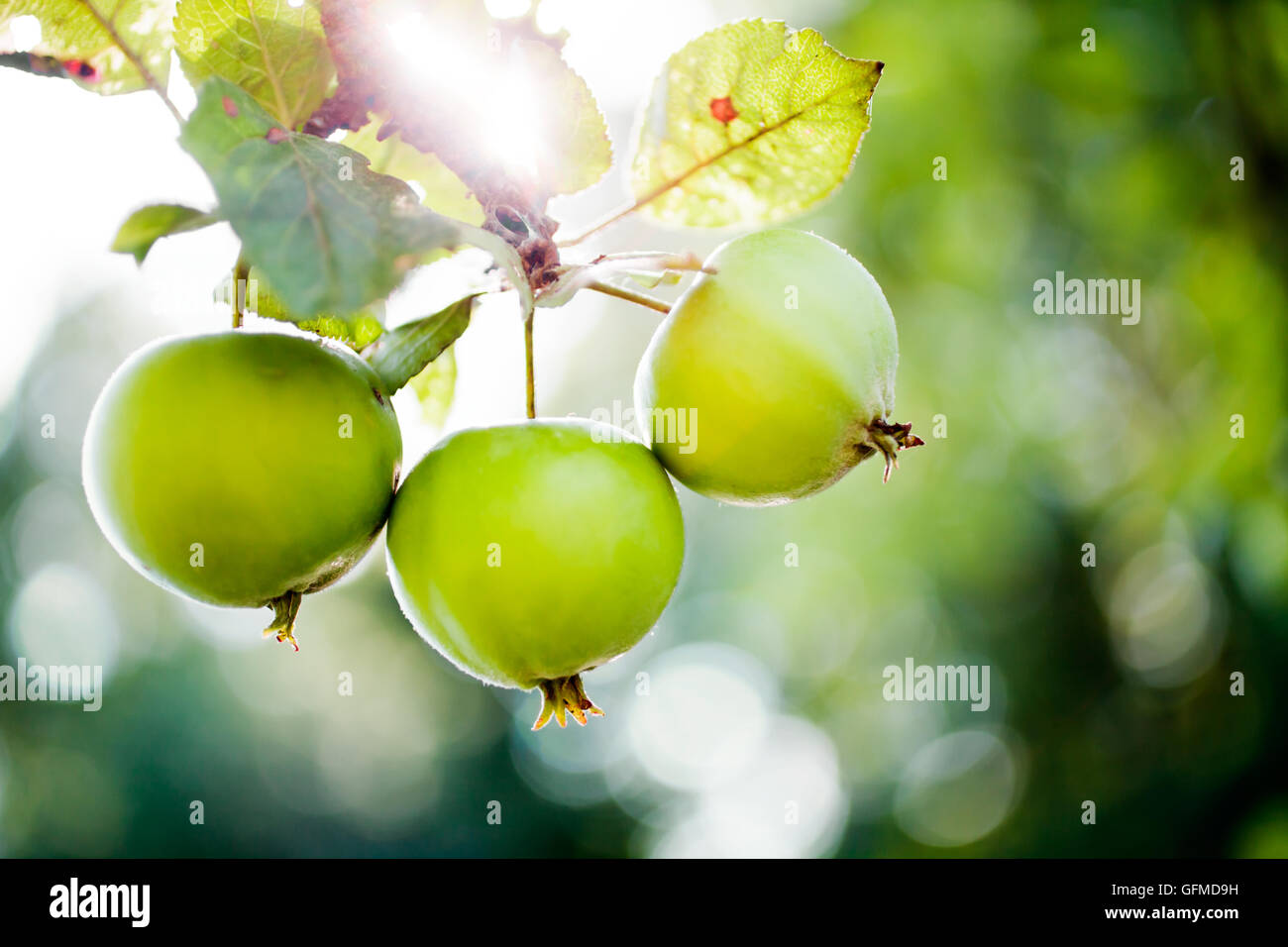Apple tree with green apples Stock Photo - Alamy