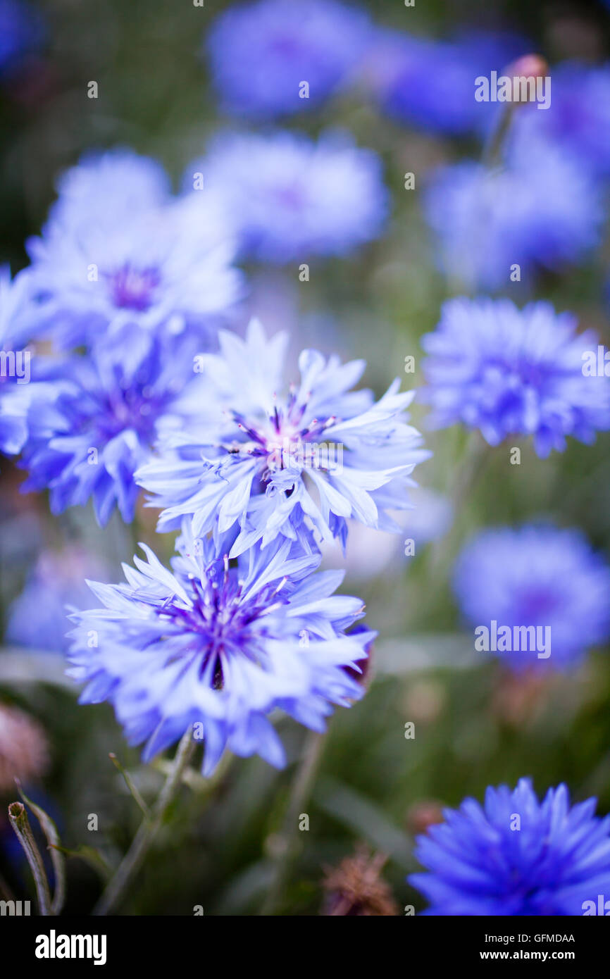 Close up of blue cornflower Stock Photo - Alamy