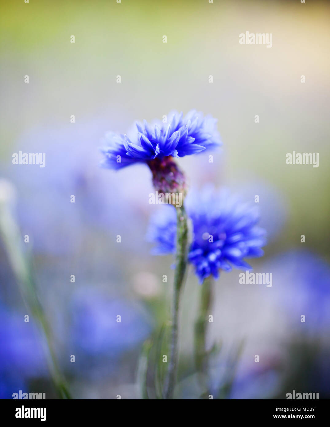 Close up of blue cornflower Stock Photo - Alamy