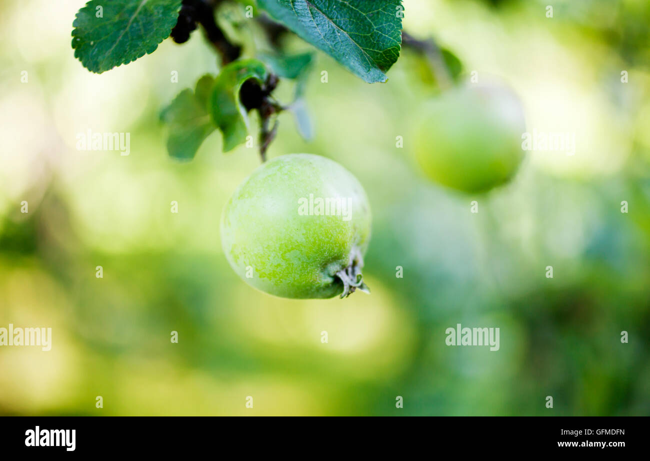 Apple tree with green apples Stock Photo - Alamy